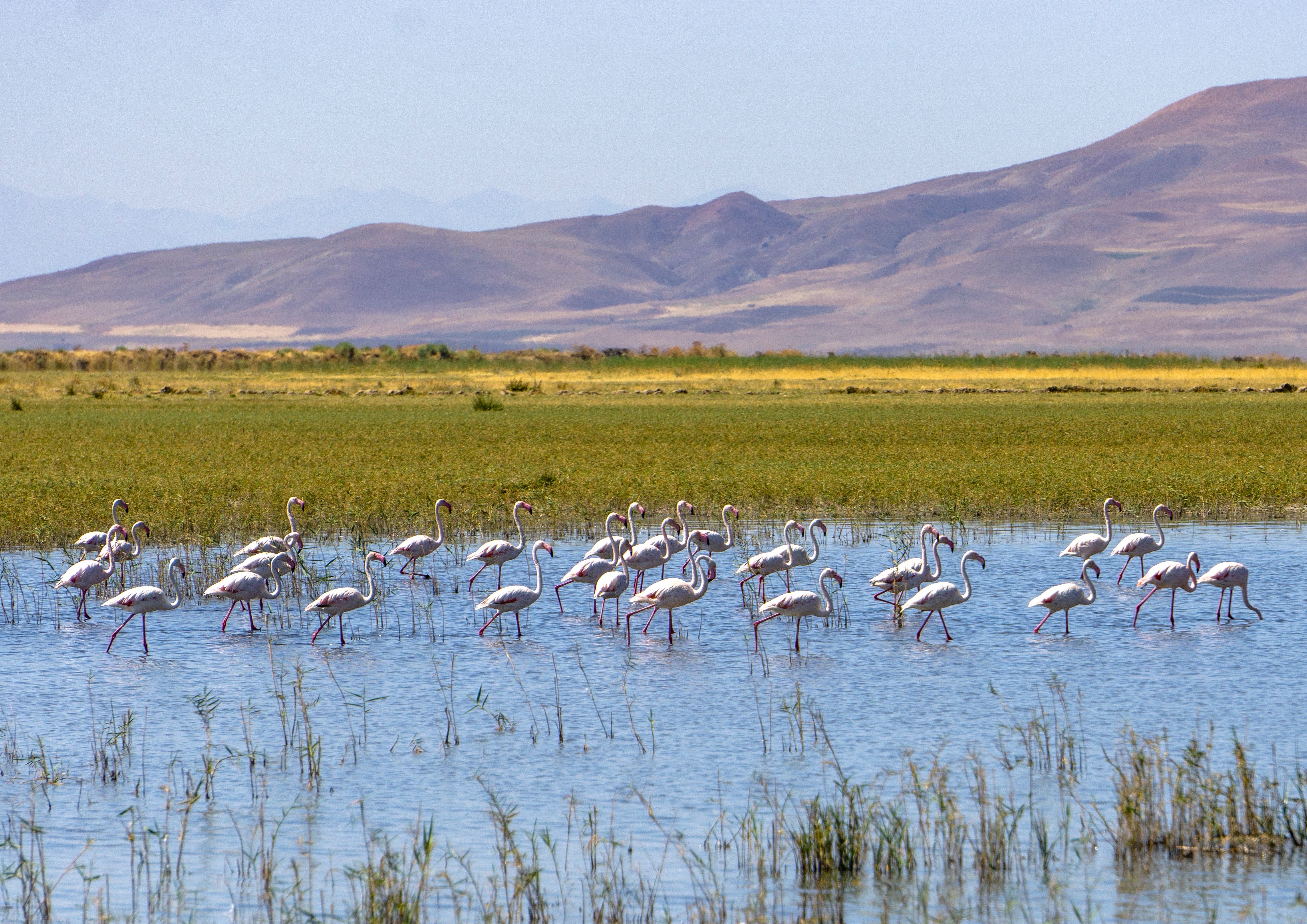Flamingos with Flaminglet · Free Stock Photo