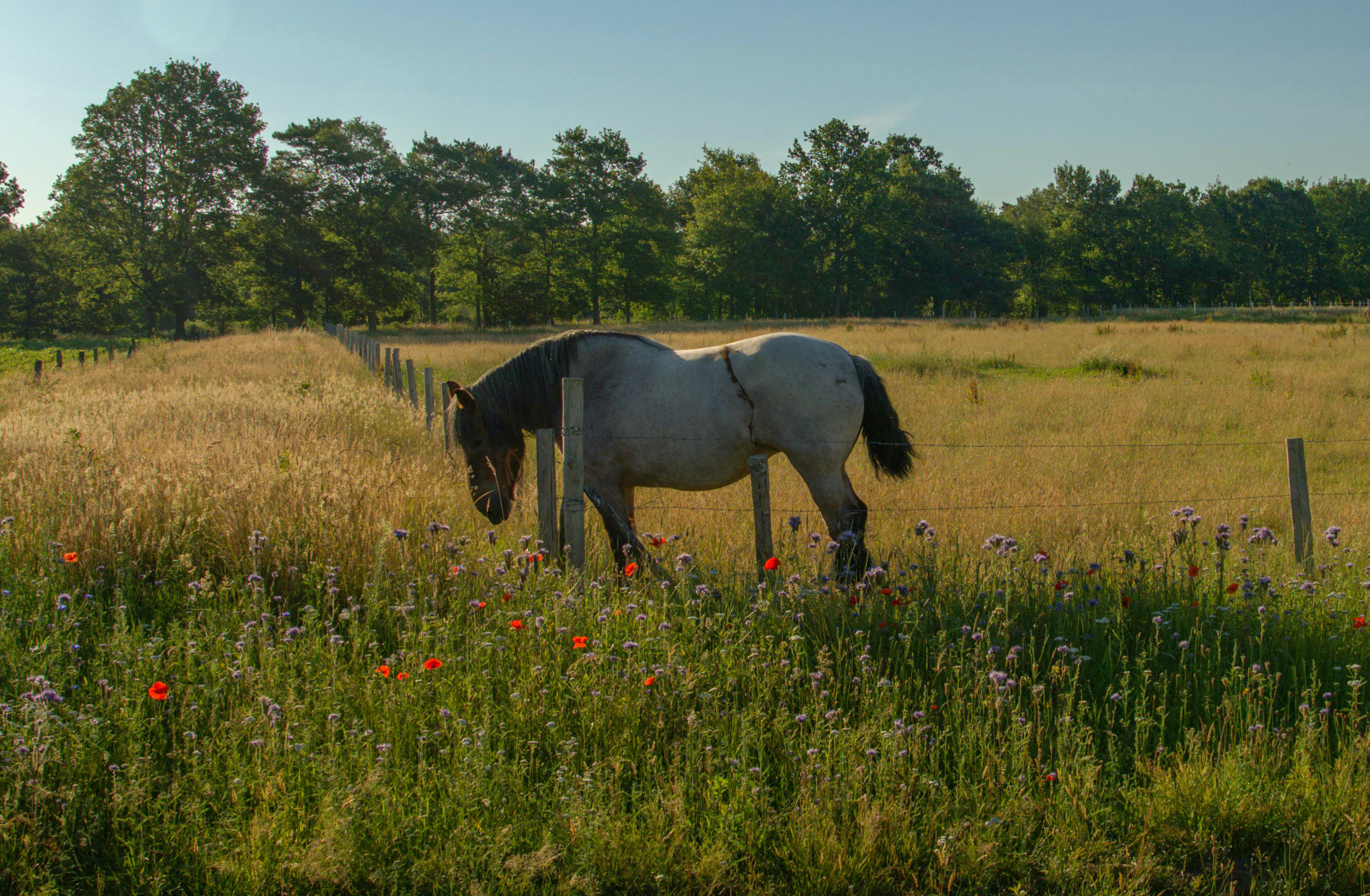 A Horse on Green Grass Field · Free Stock Photo