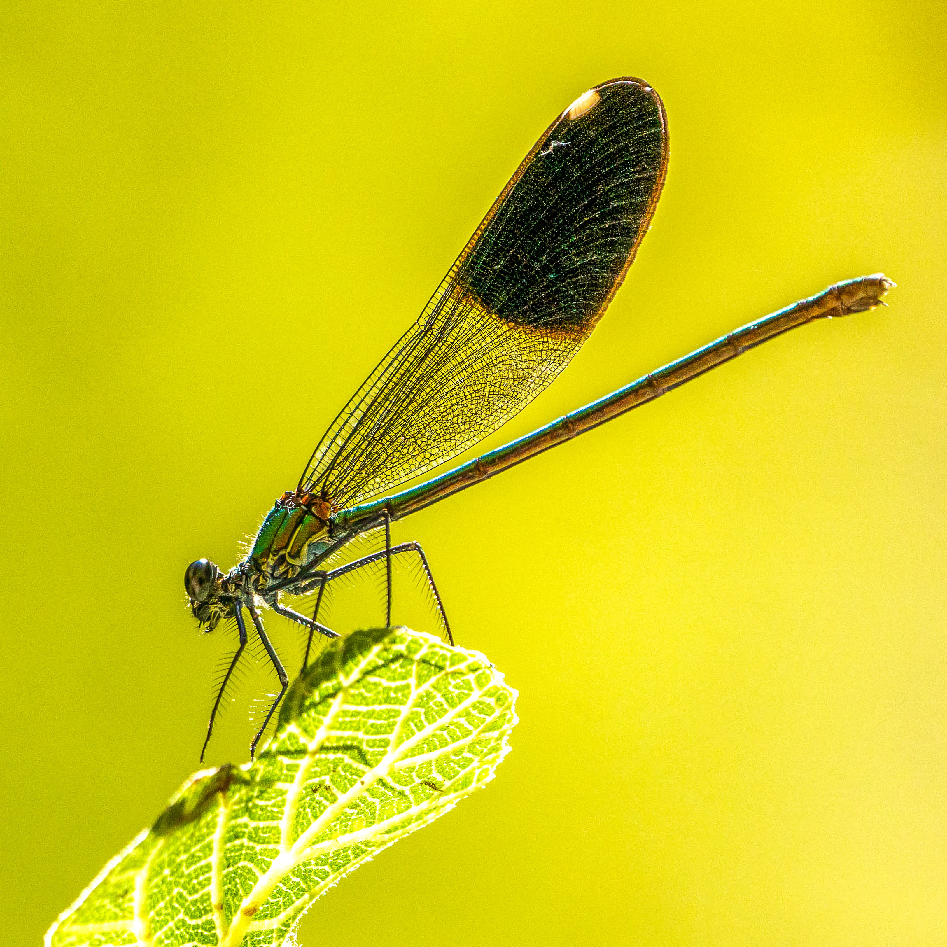 Green Dragonfly on Green Grass · Free Stock Photo