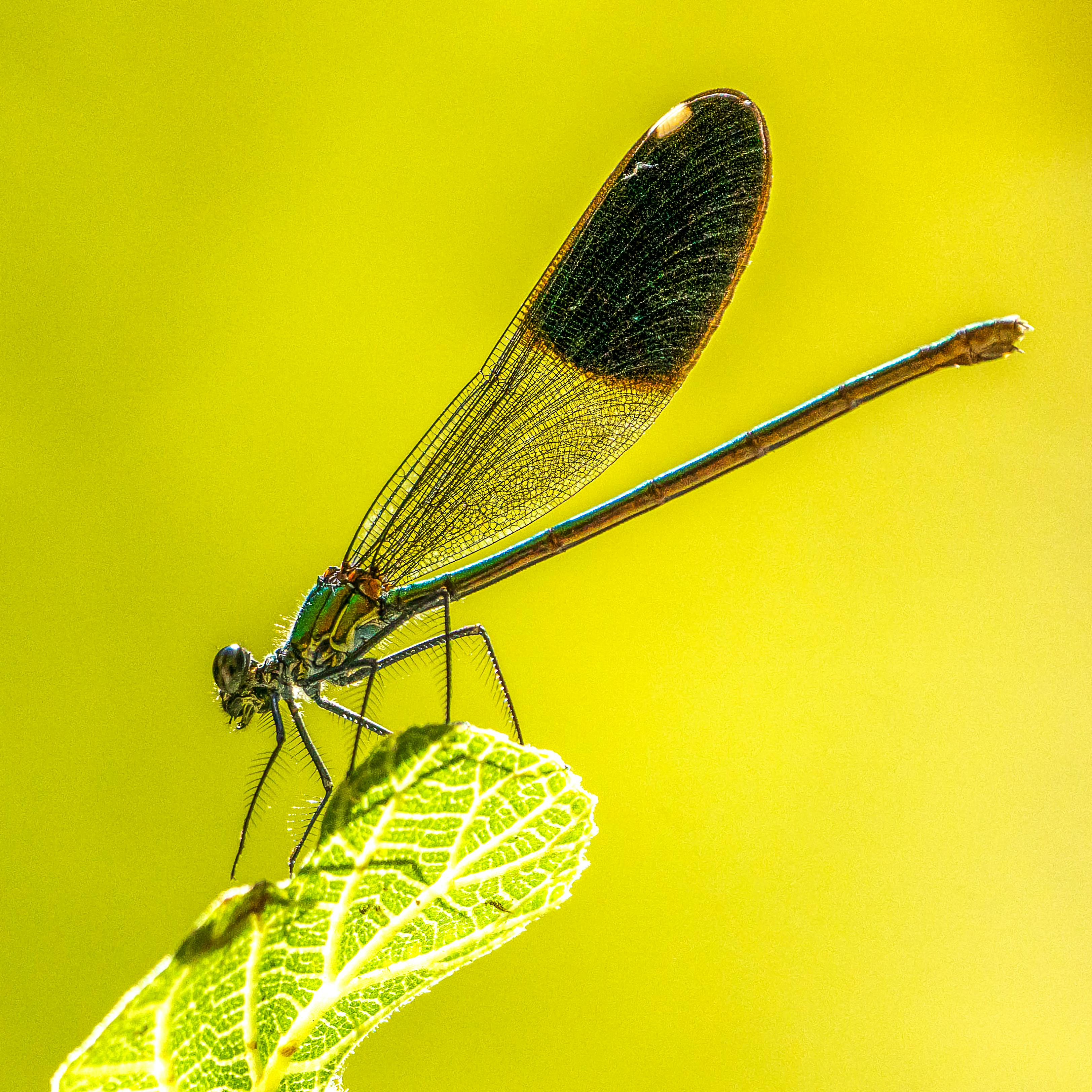 Insect with red compound eyes · Free Stock Photo
