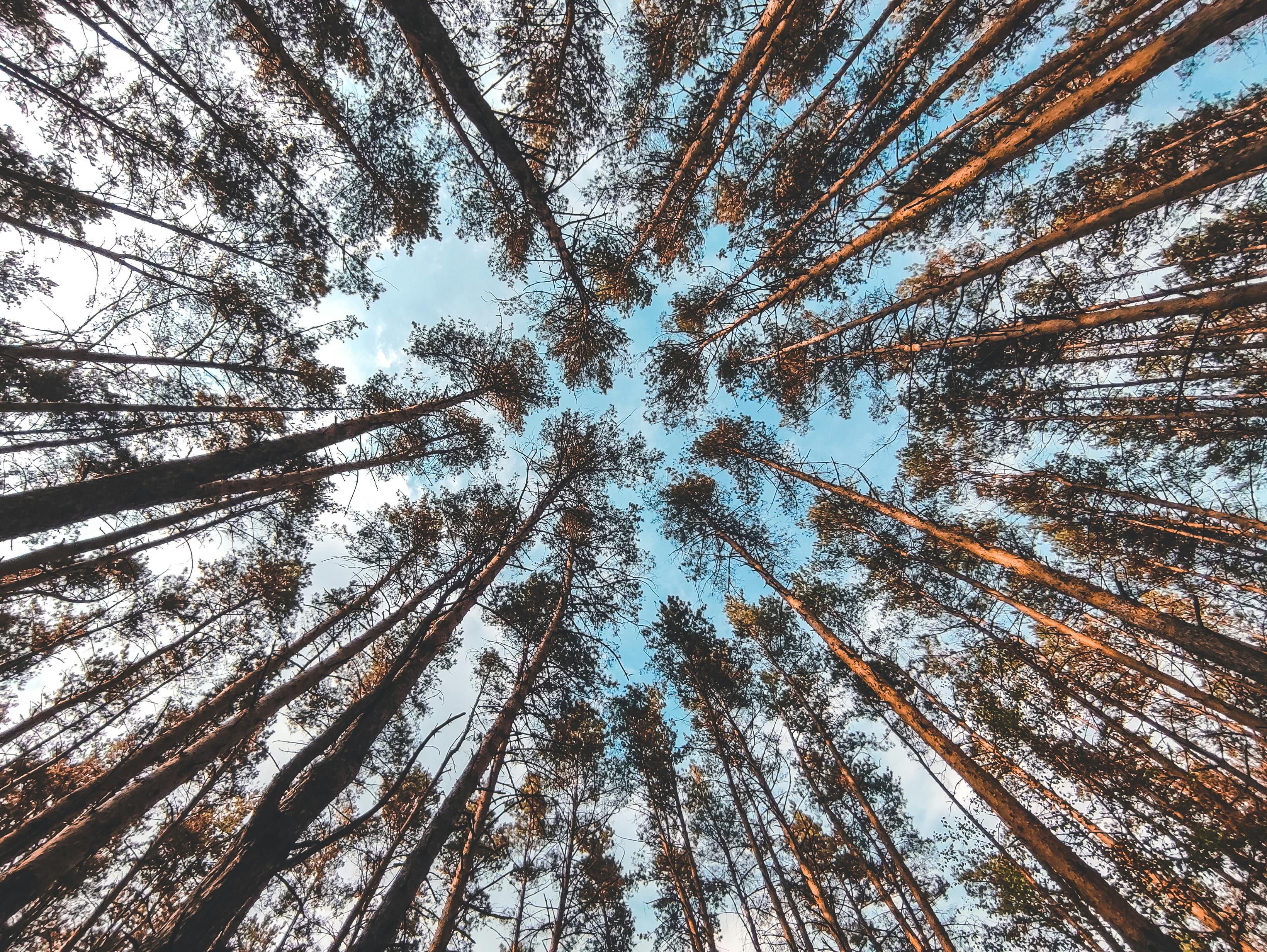 A Low Angle Shot of Trees in the Forest · Free Stock Photo