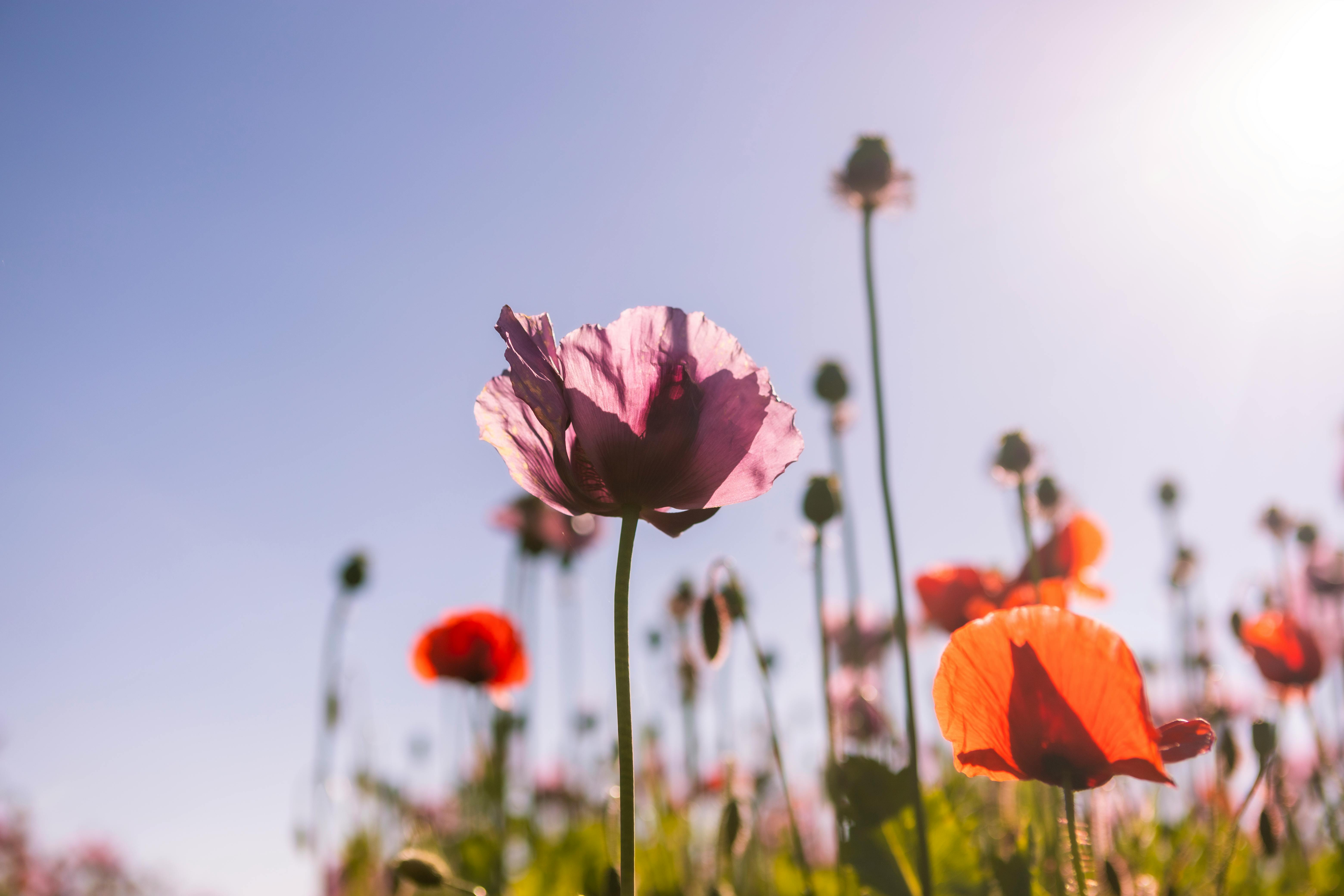 Common Red and Hungarian Blue Poppy Flowers · Free Stock Photo