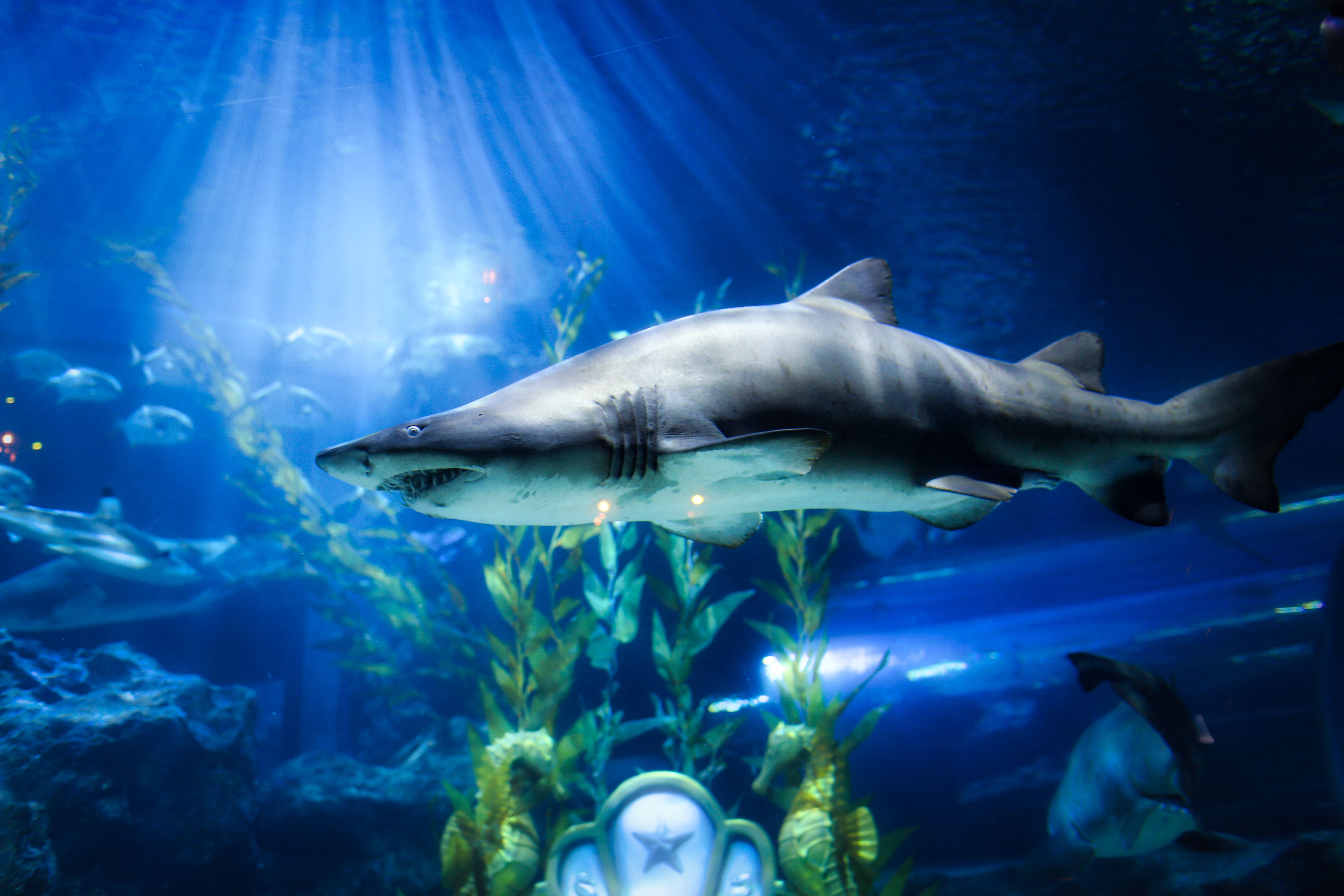 Photo of a Shark · Free Stock Photo