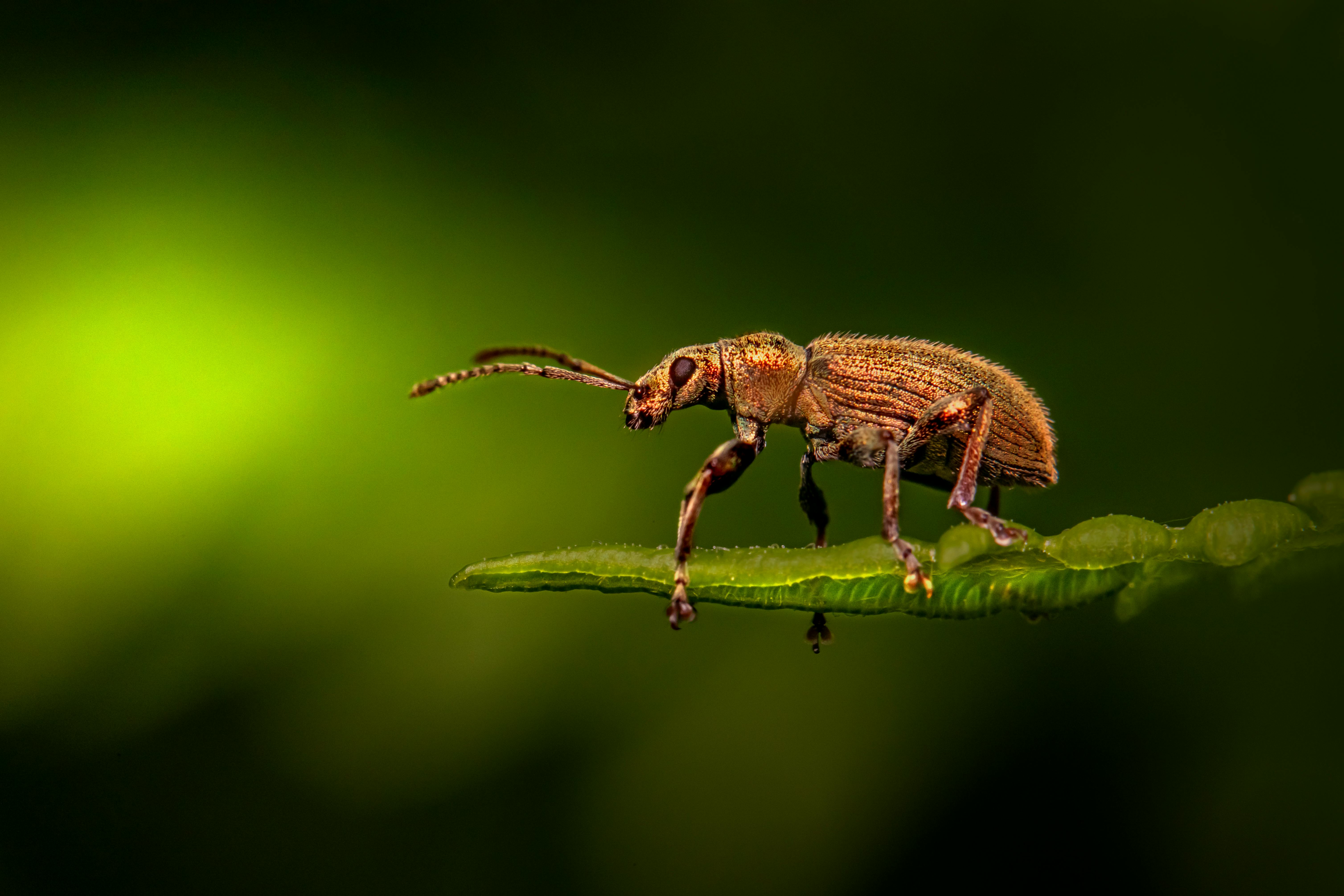 Close Up Photo of an Insect · Free Stock Photo
