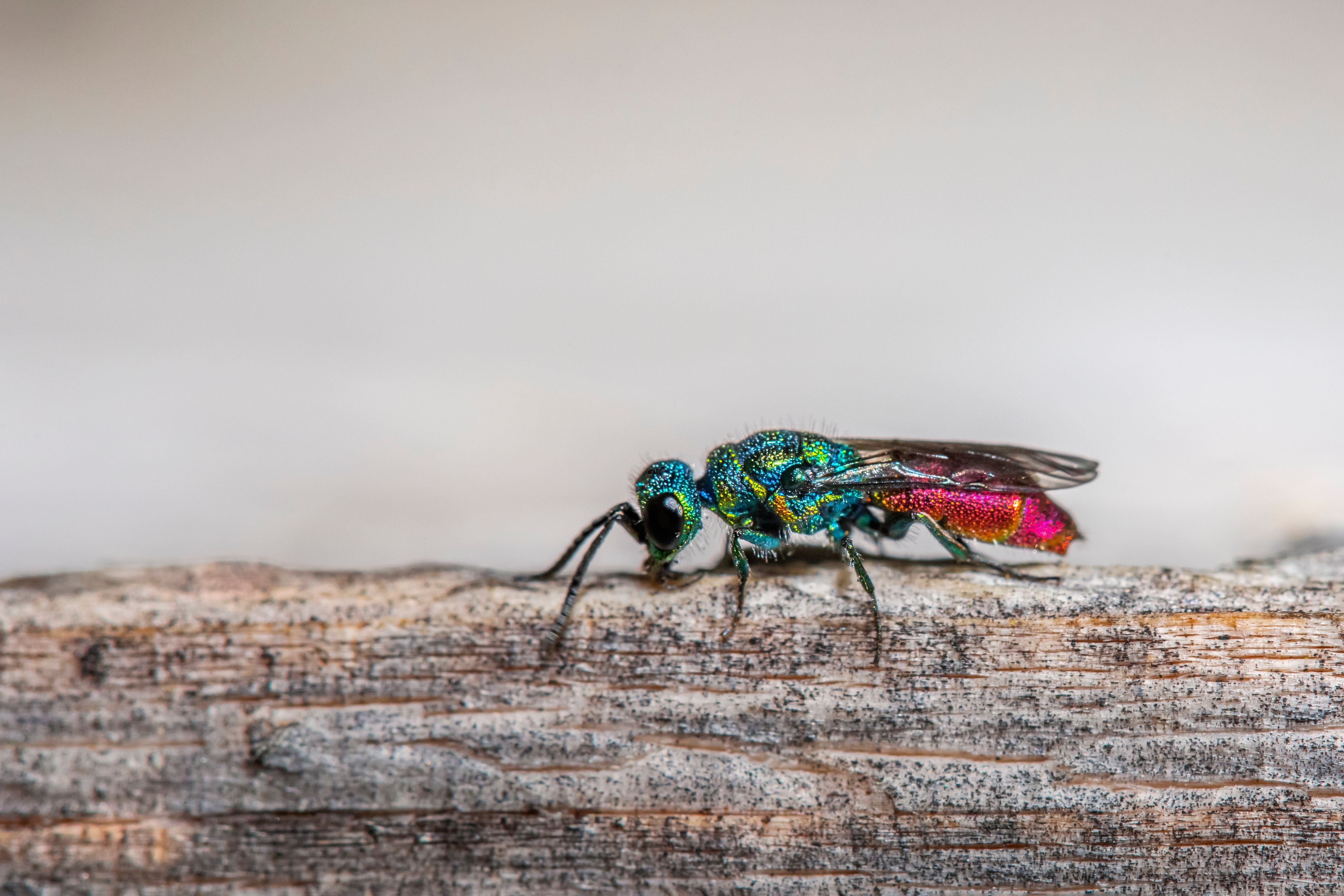 Close Up Photo of Chrysis Ignita · Free Stock Photo
