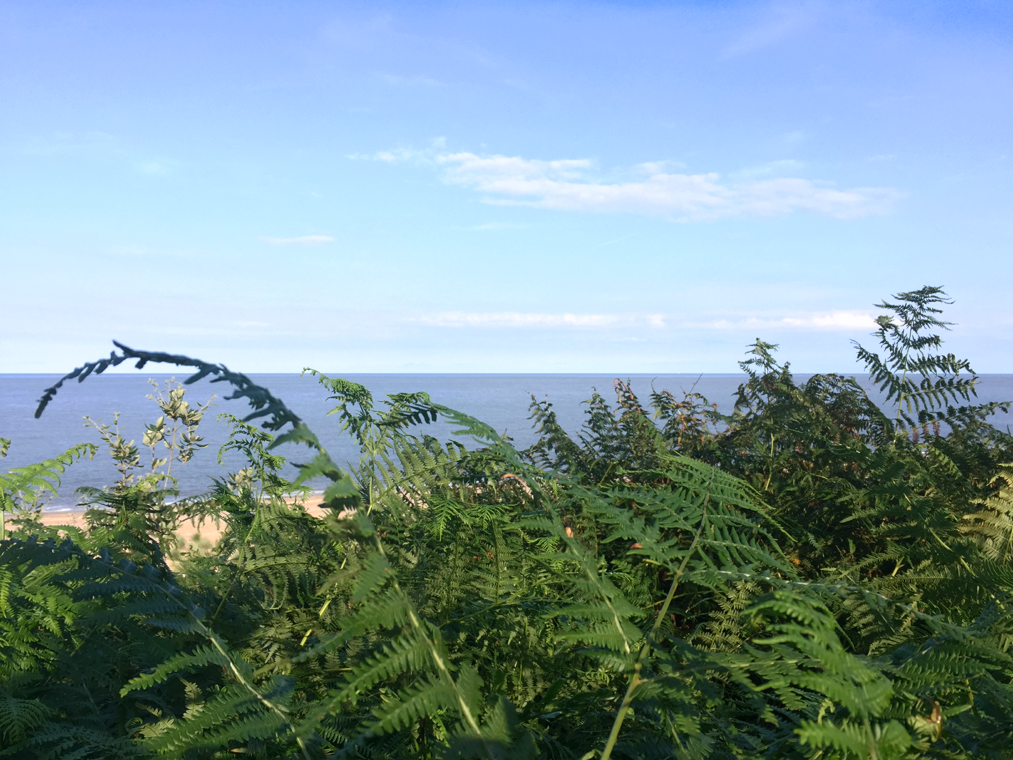 Free stock photo of beach, cliffside, foliage