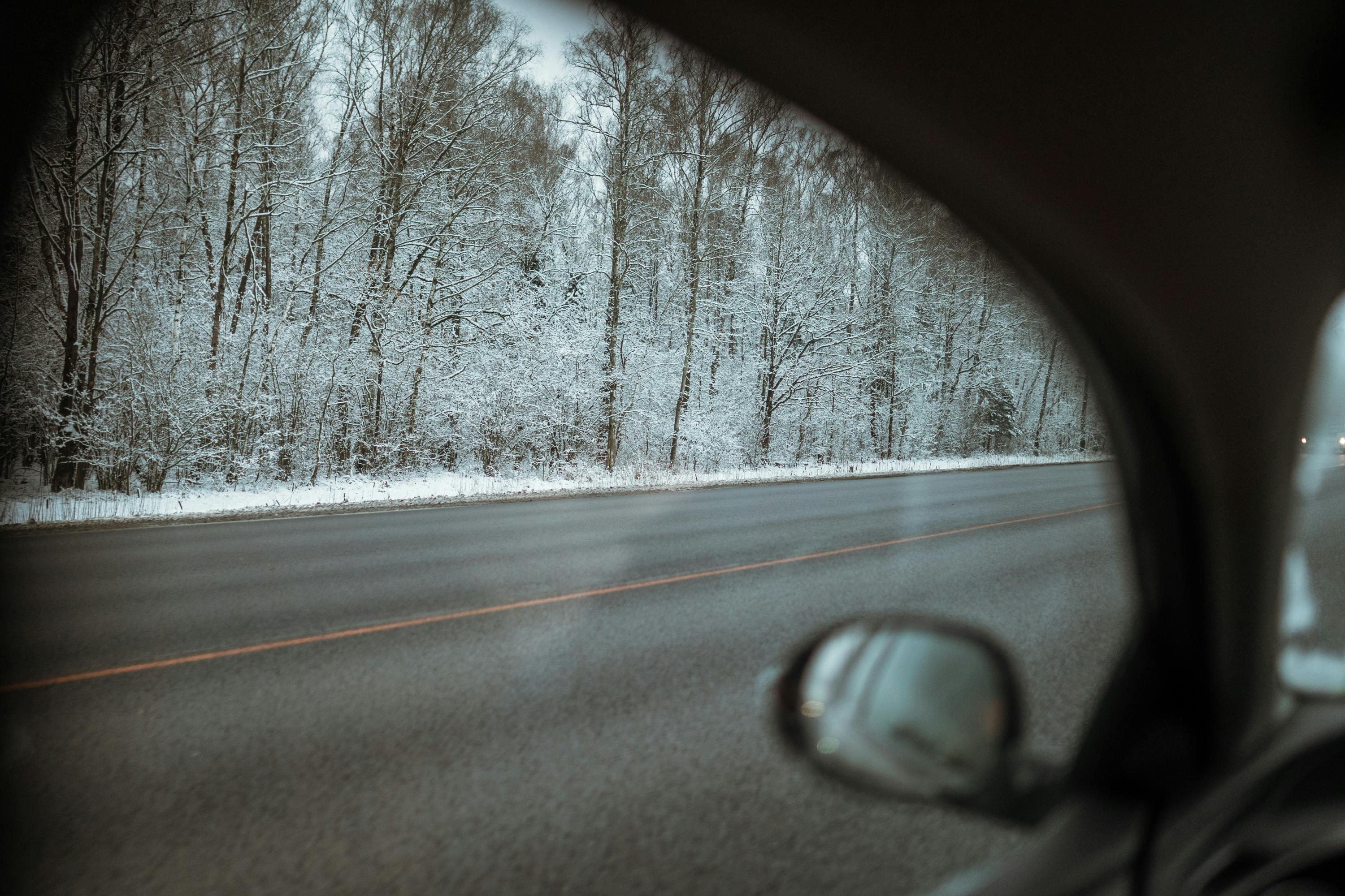 Trees in Forest Seen Through Car Window · Free Stock Photo