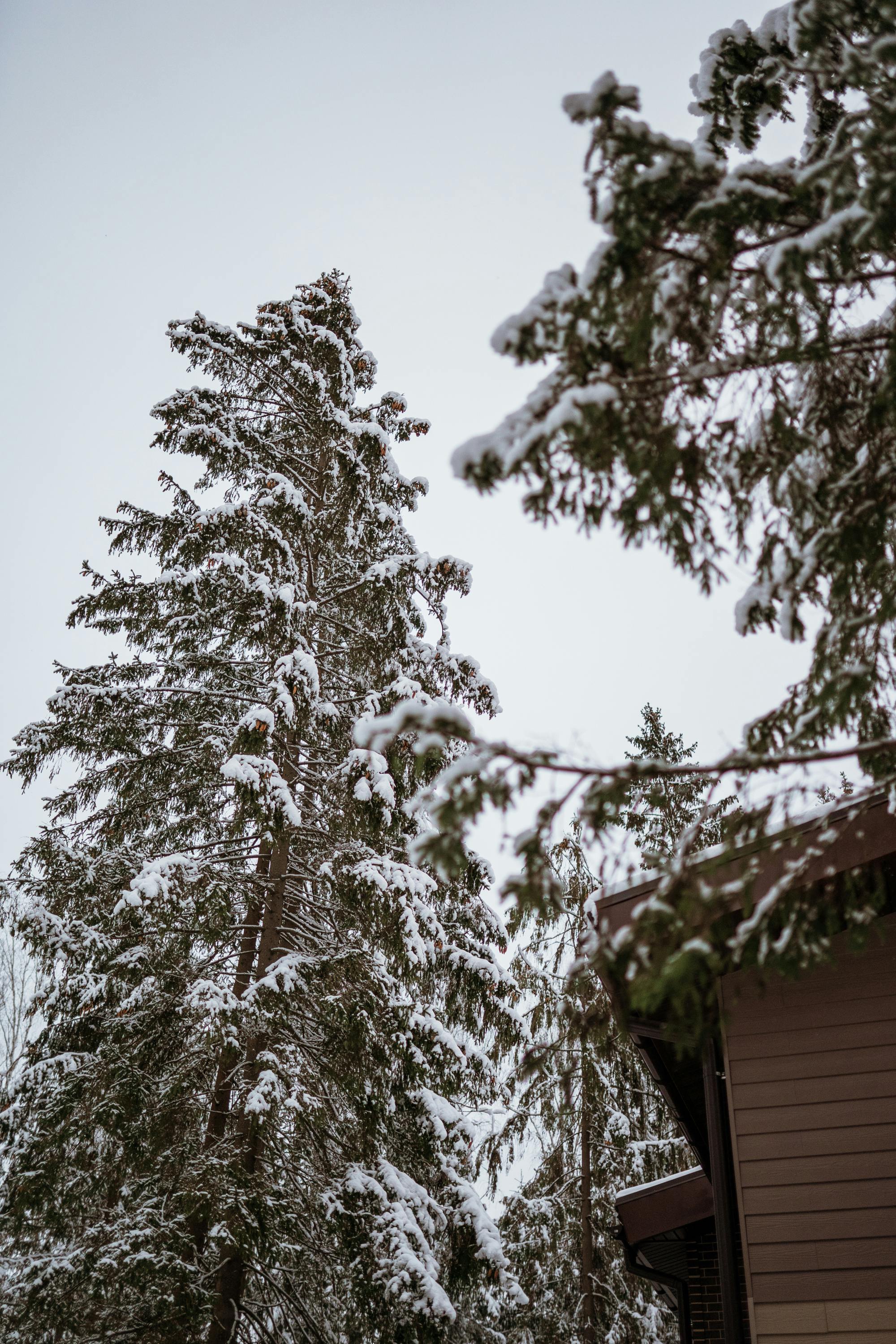 Snow Cap Pine Tree · Free Stock Photo