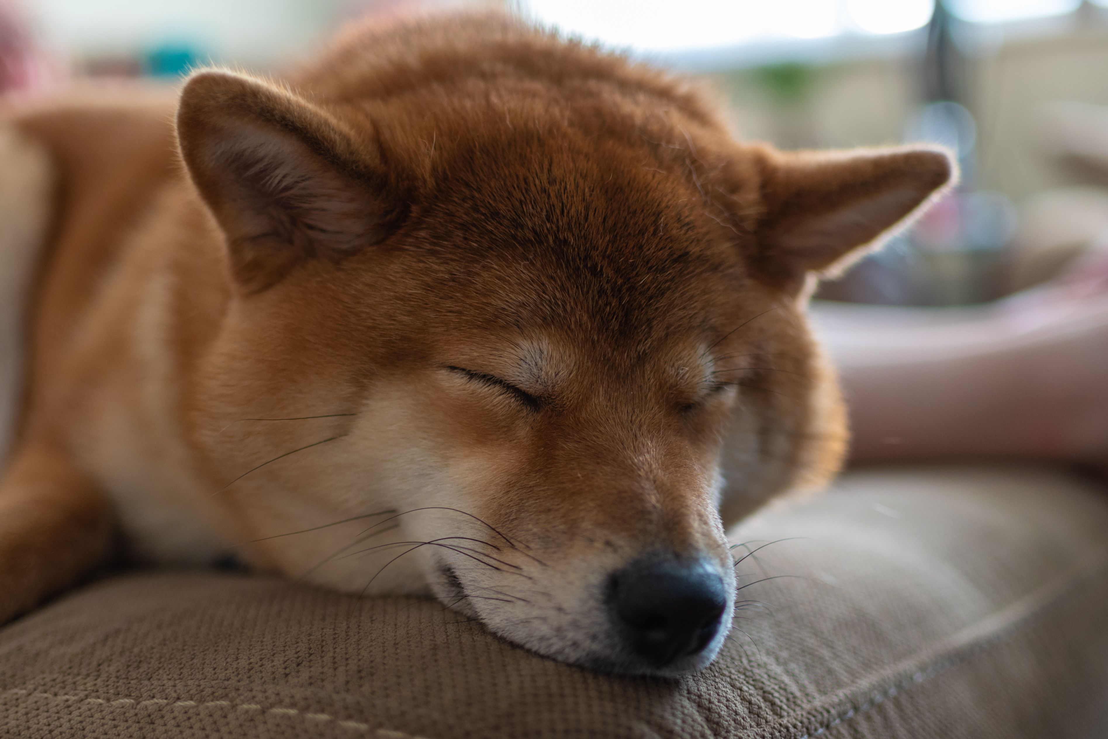 Close-Up Photo of a White and Brown Shiba Inu Dog · Free Stock Photo