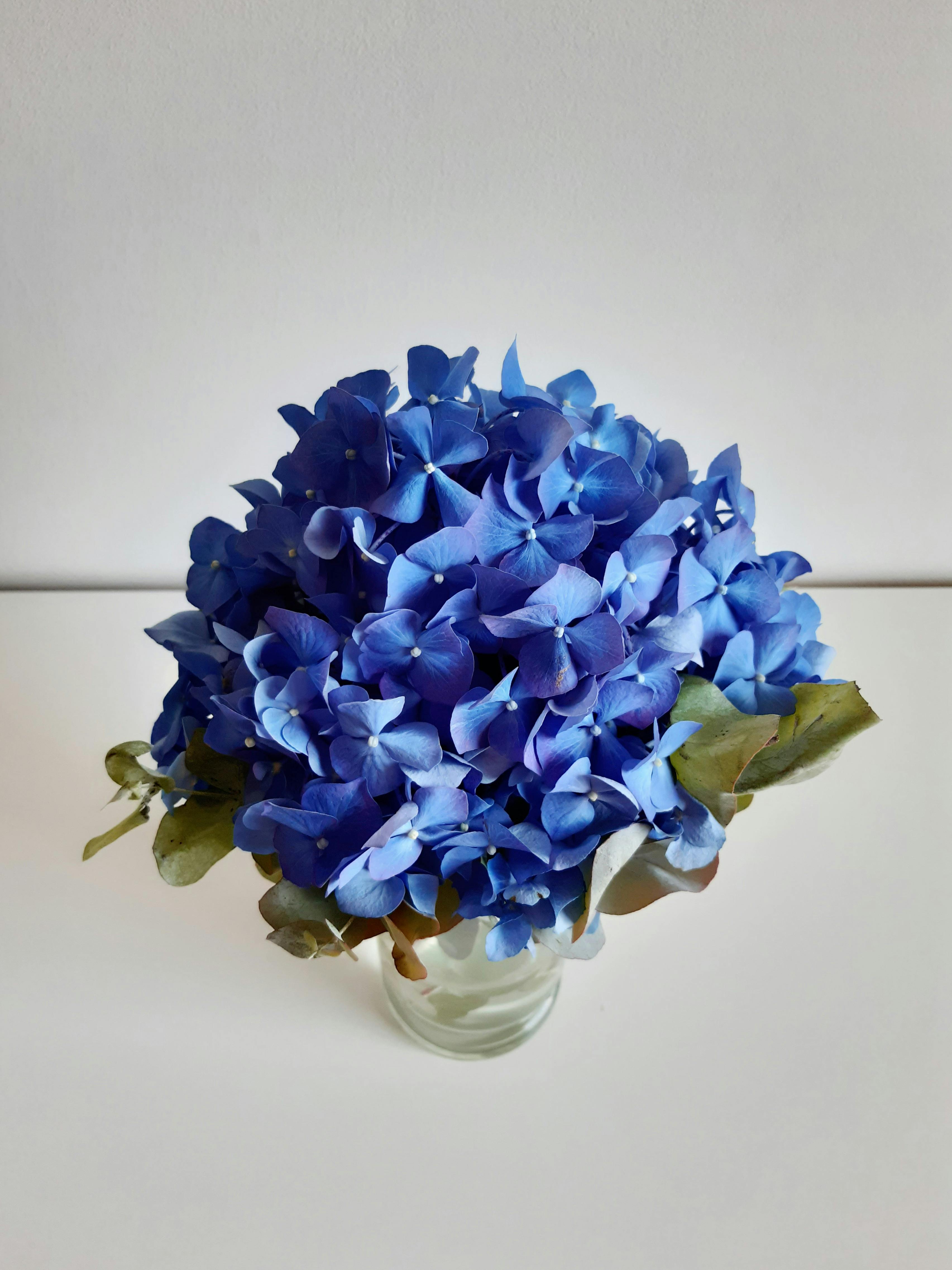 Blue Hydrangea Photos, Download The BEST Free Blue Hydrangea Stock ...