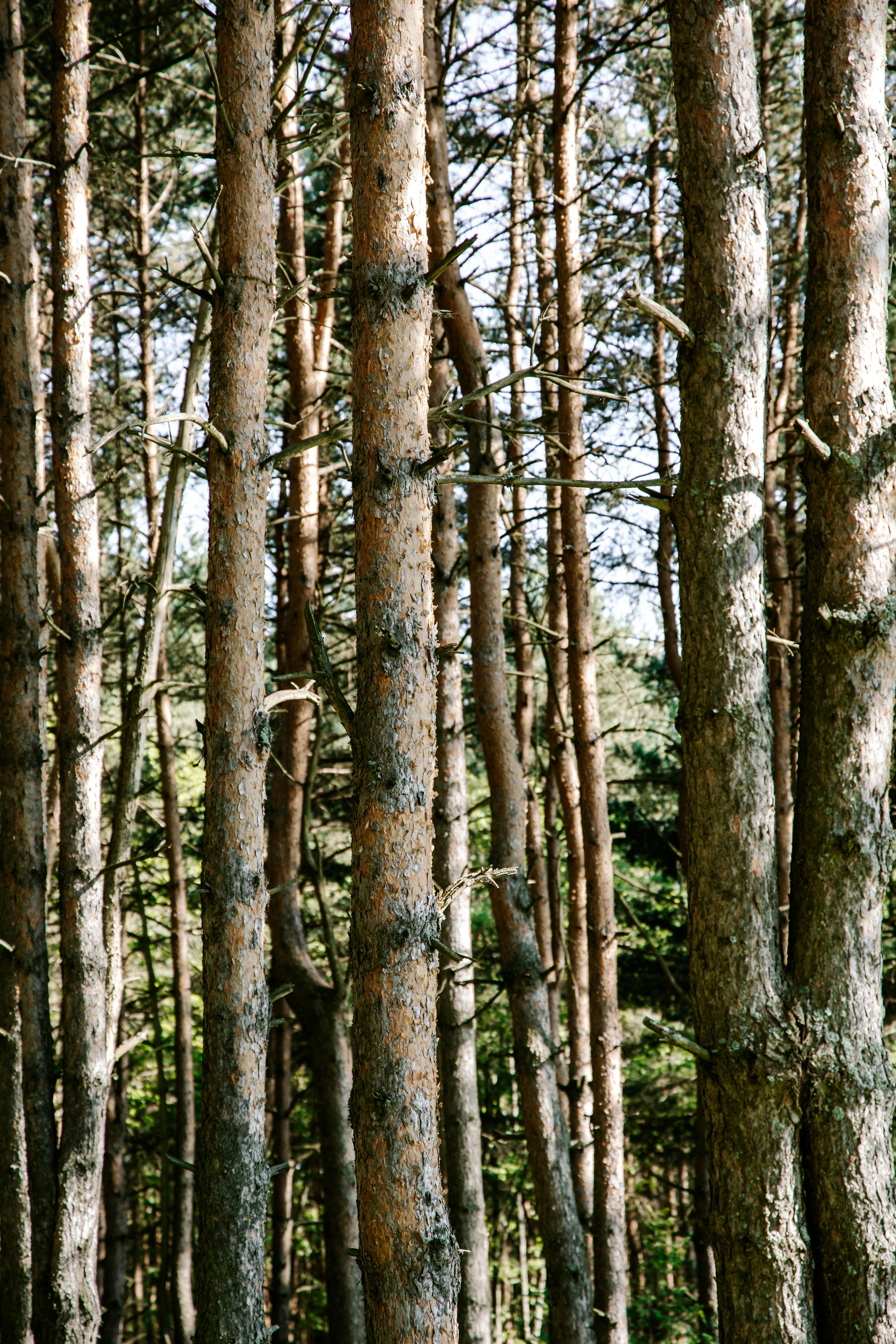 Two Brown Trees · Free Stock Photo