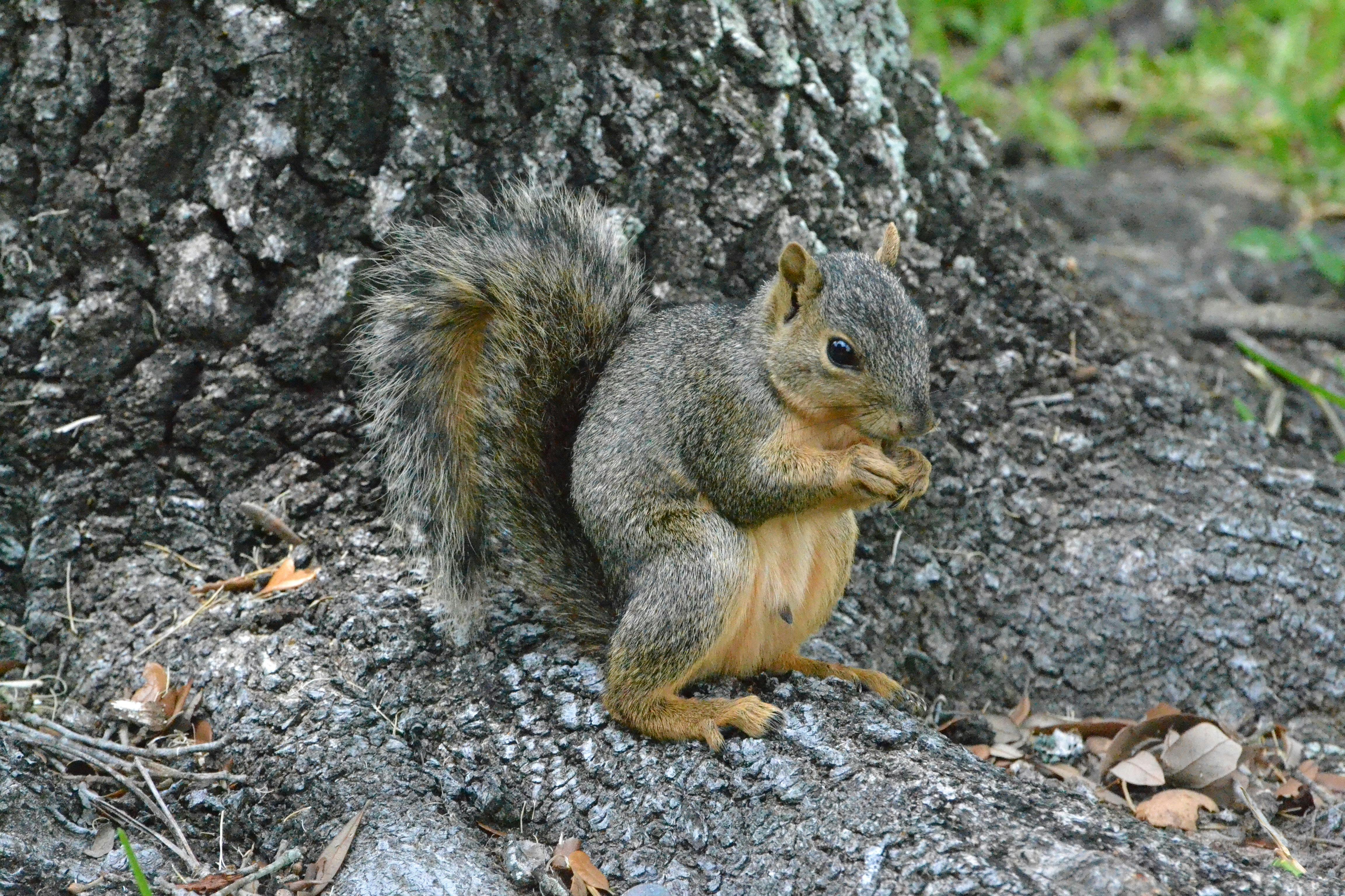 Squirrel on Tree Branch · Free Stock Photo