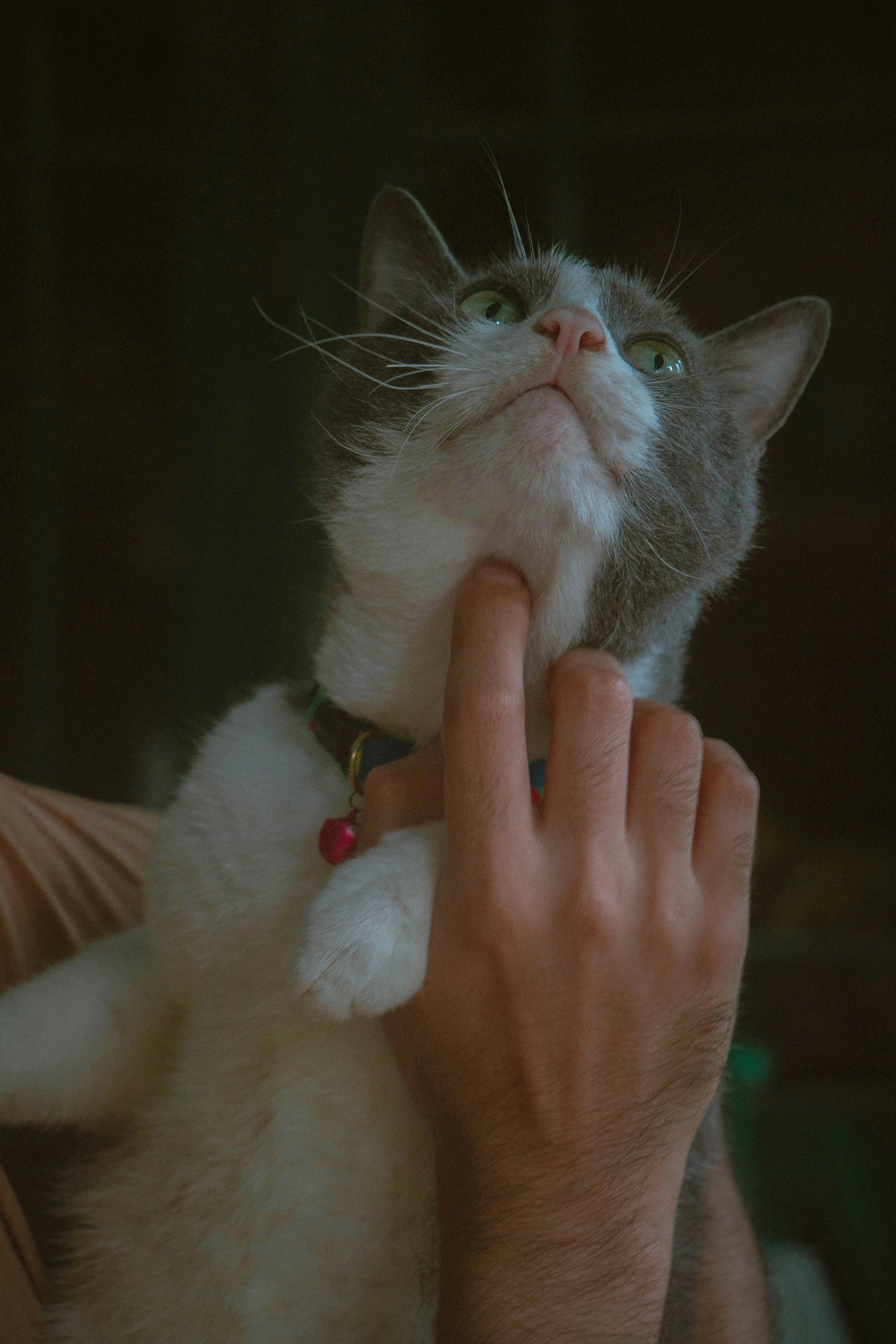 A Person Touching a Cat · Free Stock Photo