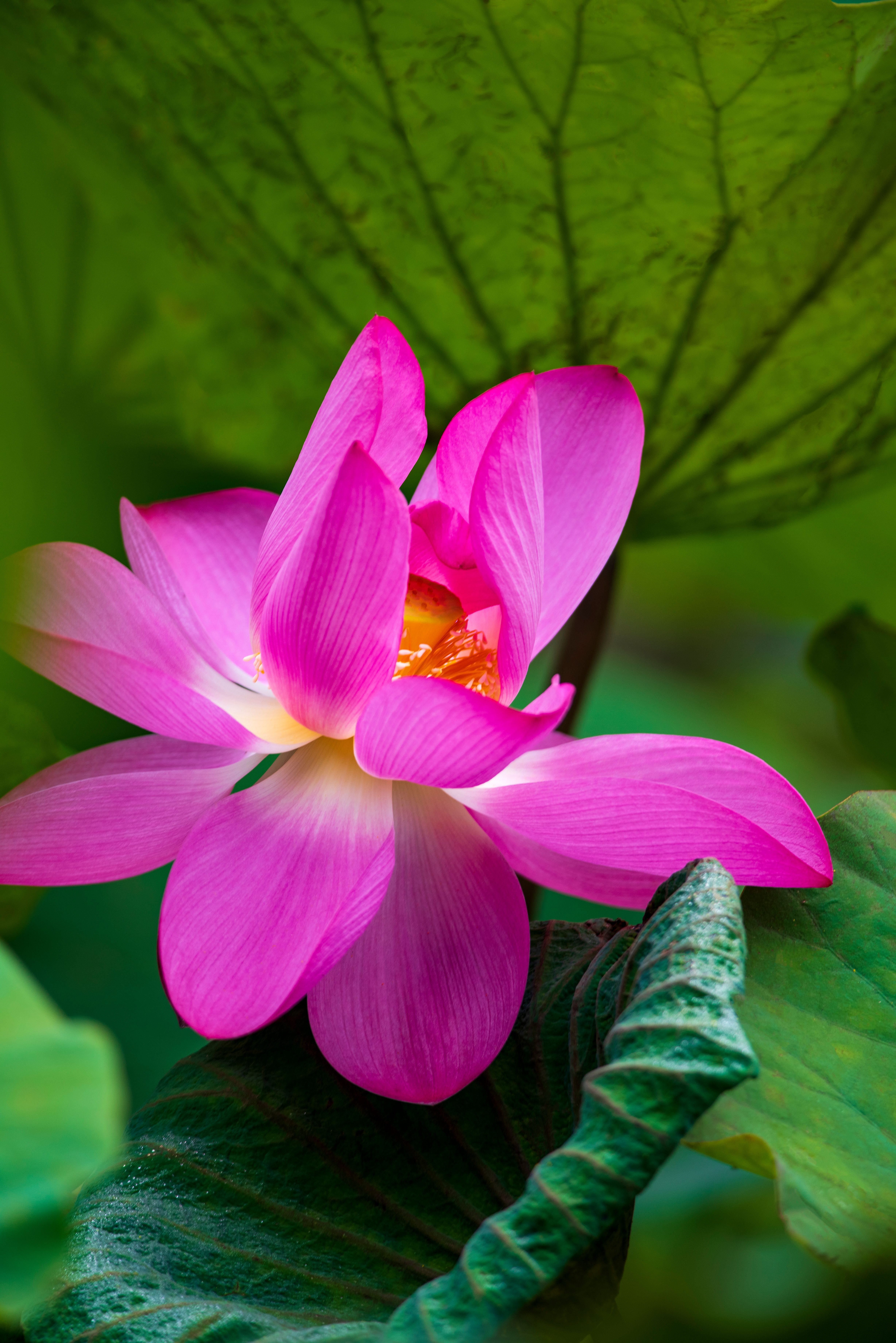 Flower Beside Green Leaves in Close Up Photography · Free Stock Photo