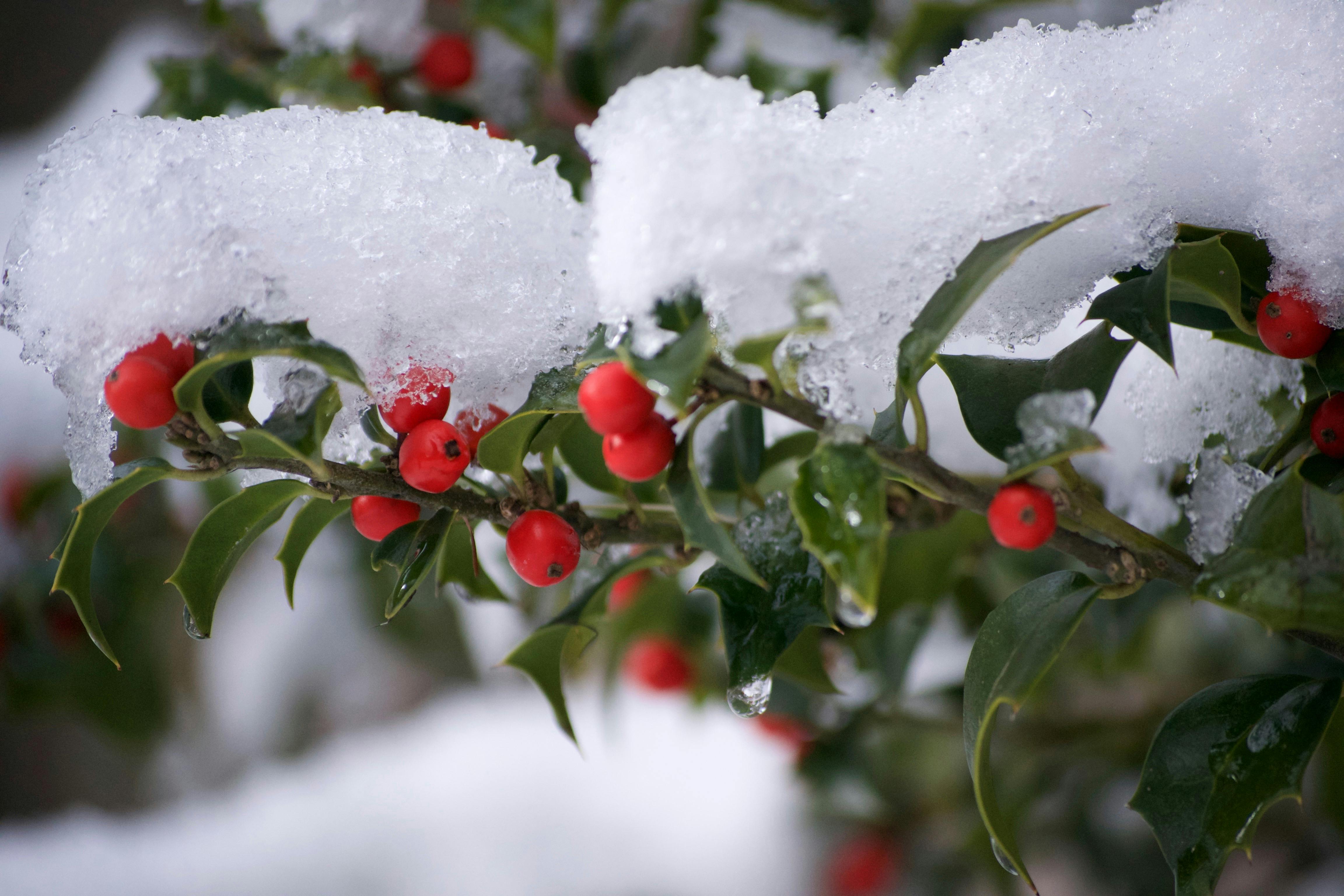 Free stock photo of christmas, holly, snow