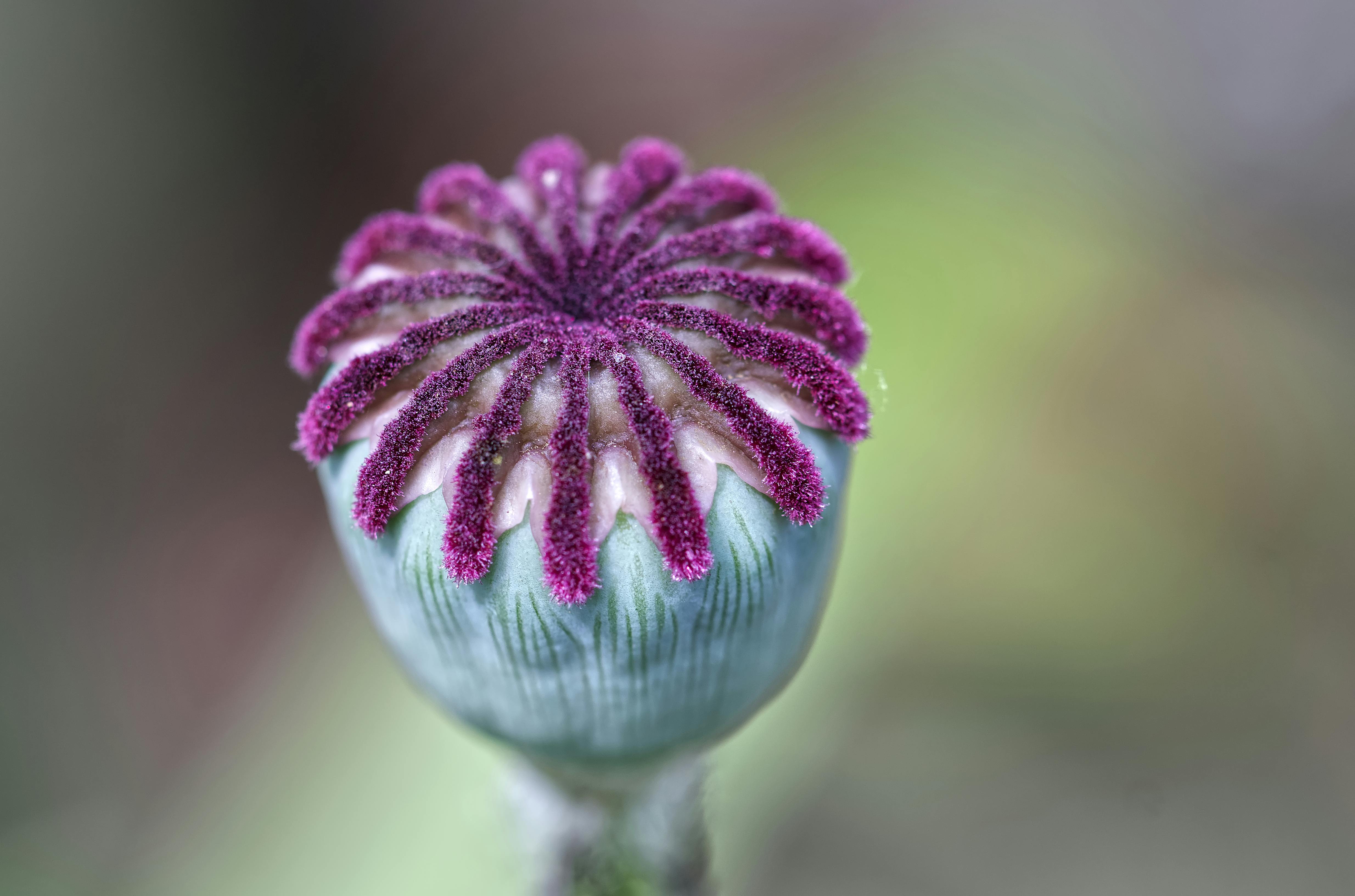 Poppy Seed Head Photos, Download The BEST Free Poppy Seed Head Stock ...