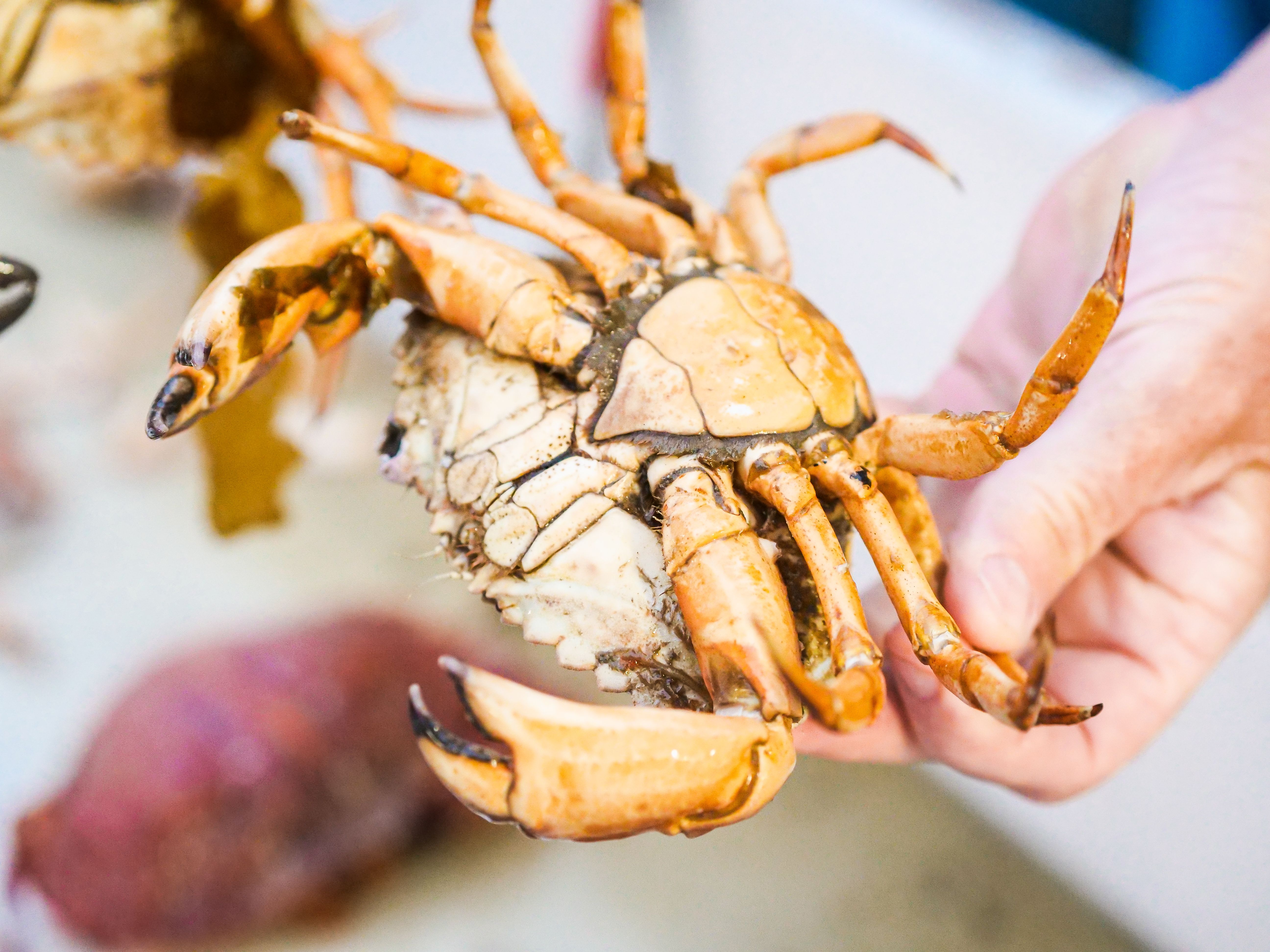 Photo of a person holding crab · Free Stock Photo