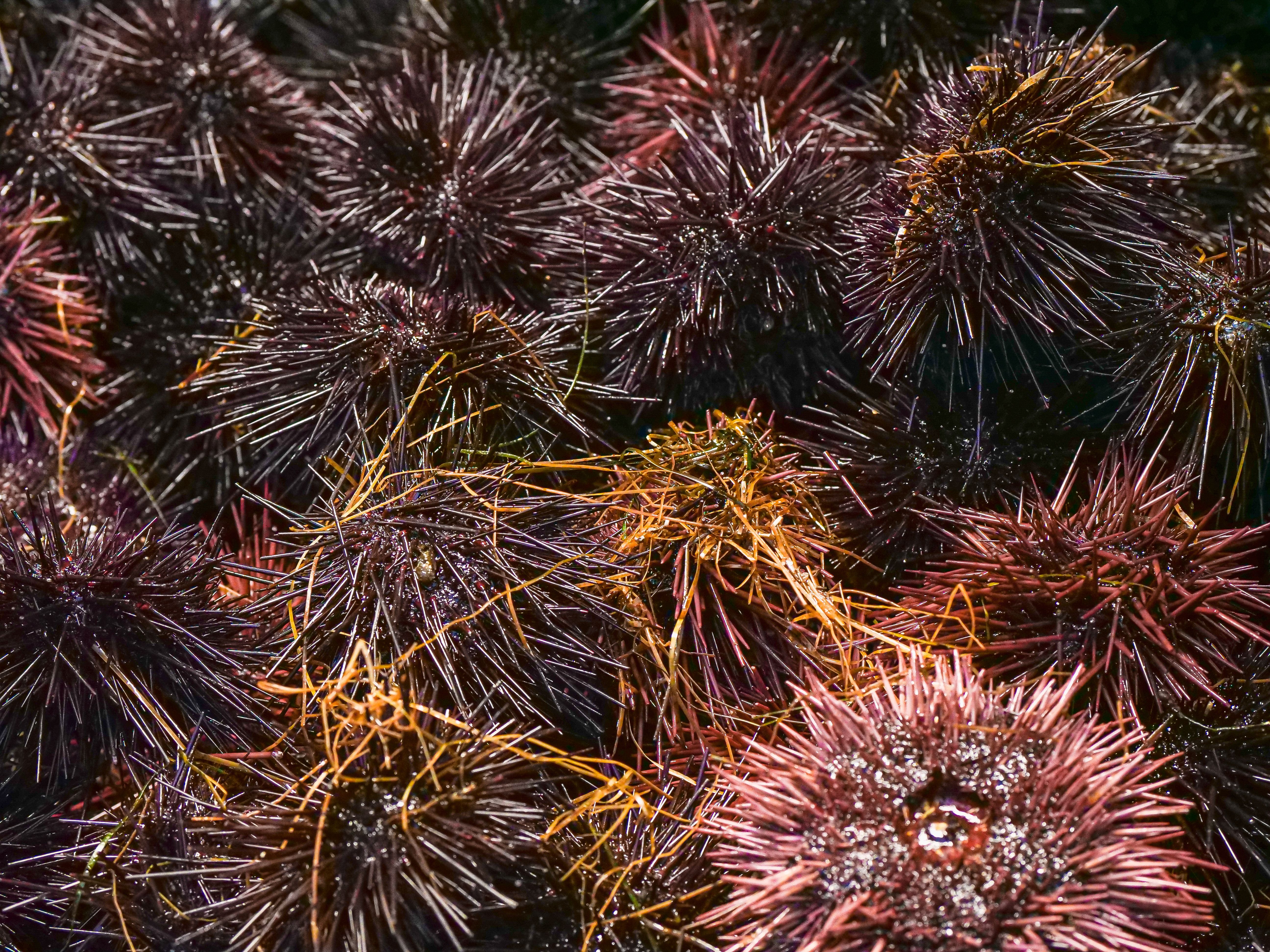 Sea Urchins in Close Up Shot · Free Stock Photo