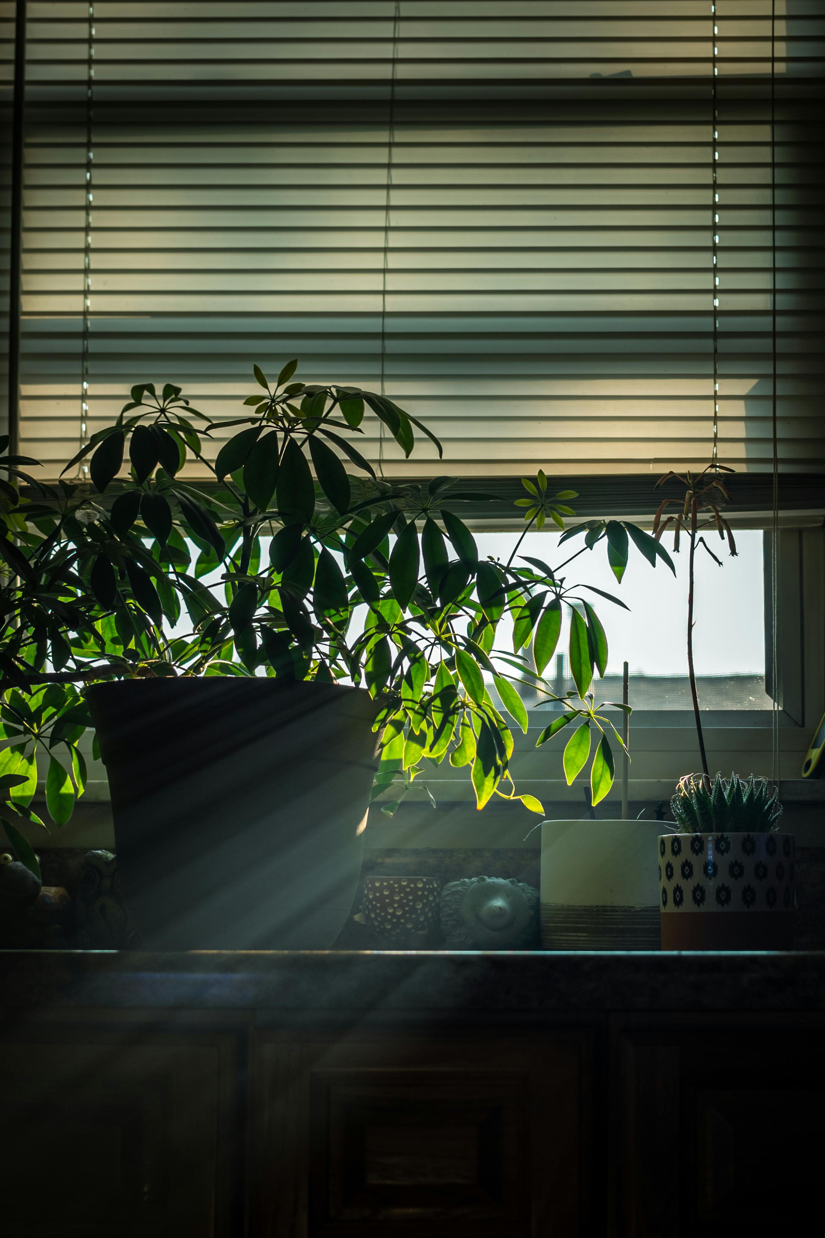 Sun Rays Lighting the Plant on a Windowsill · Free Stock Photo