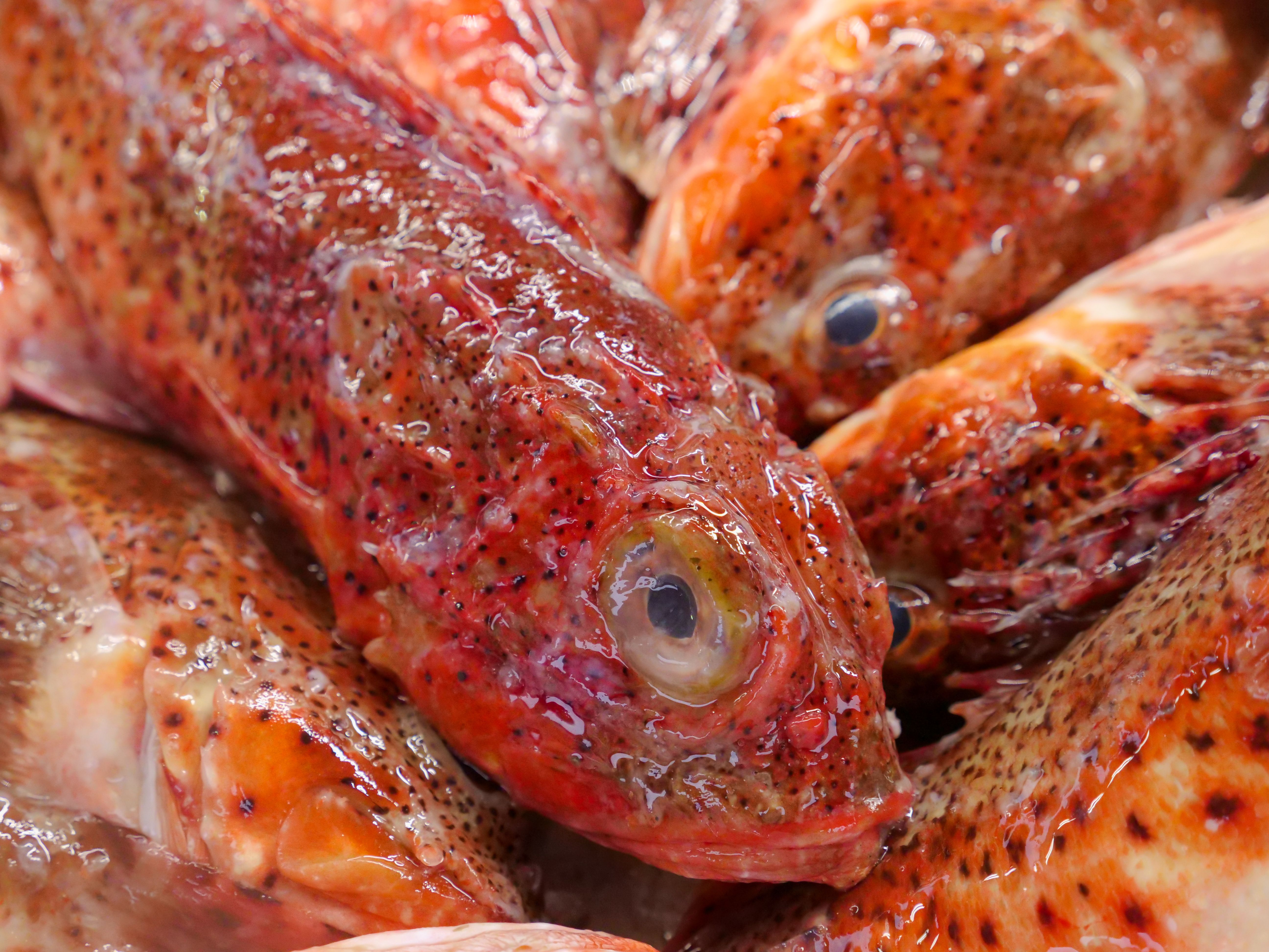 Fishery School Photos, Download The BEST Free Fishery School Stock ...