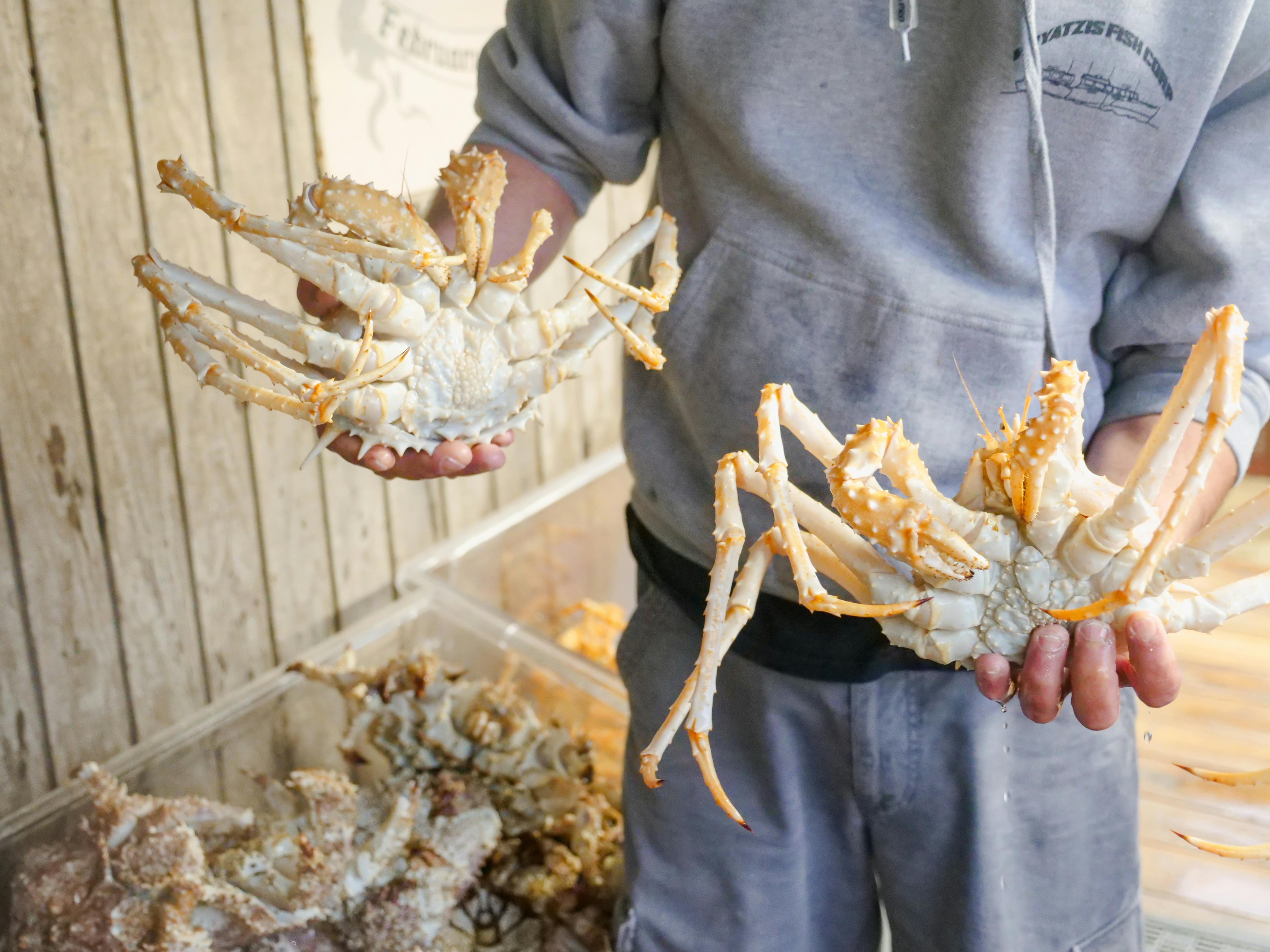 Spider Crab Photos, Download The BEST Free Spider Crab Stock Photos ...