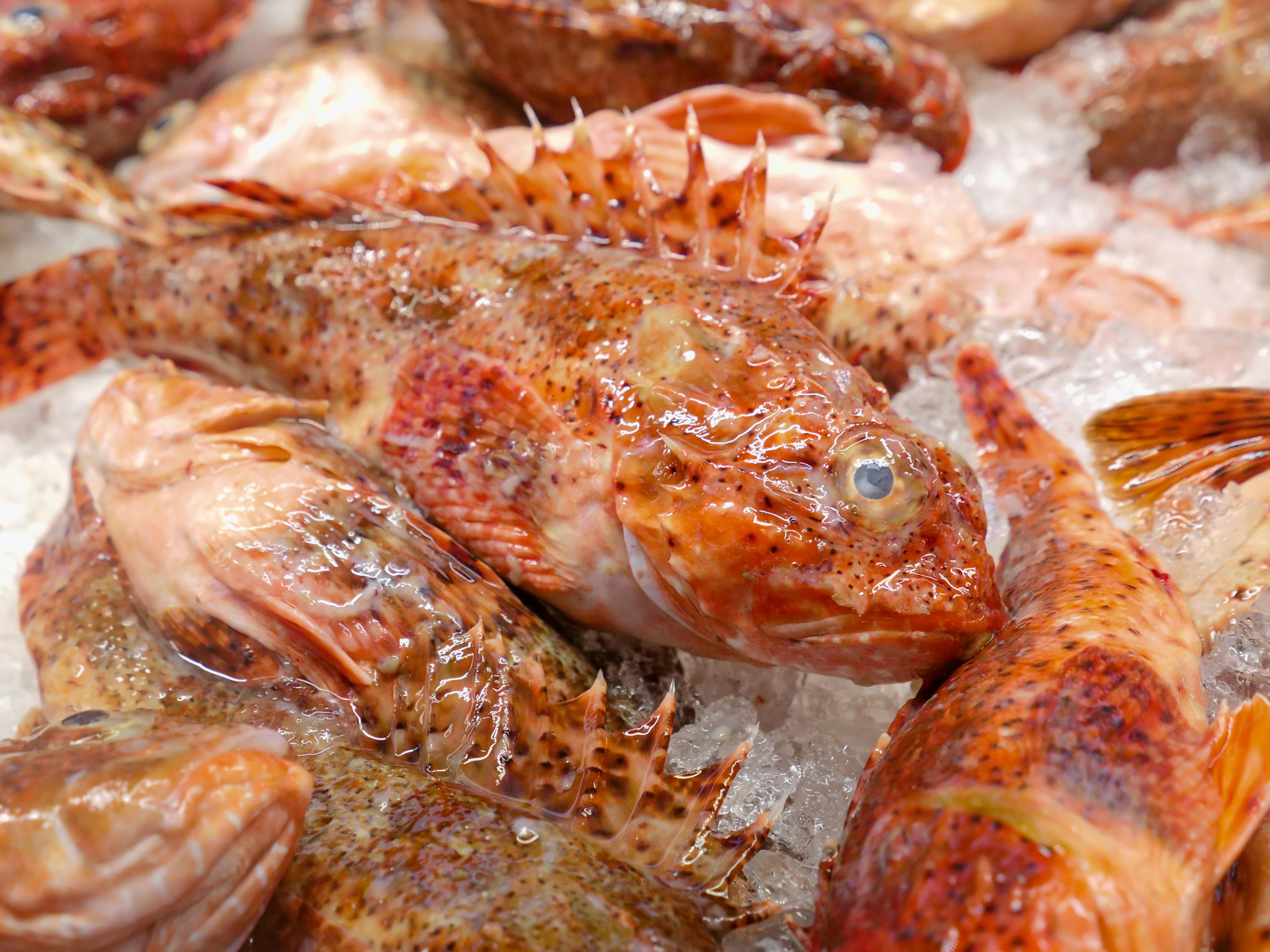 Red Snapper Photos, Download The BEST Free Red Snapper Stock Photos ...