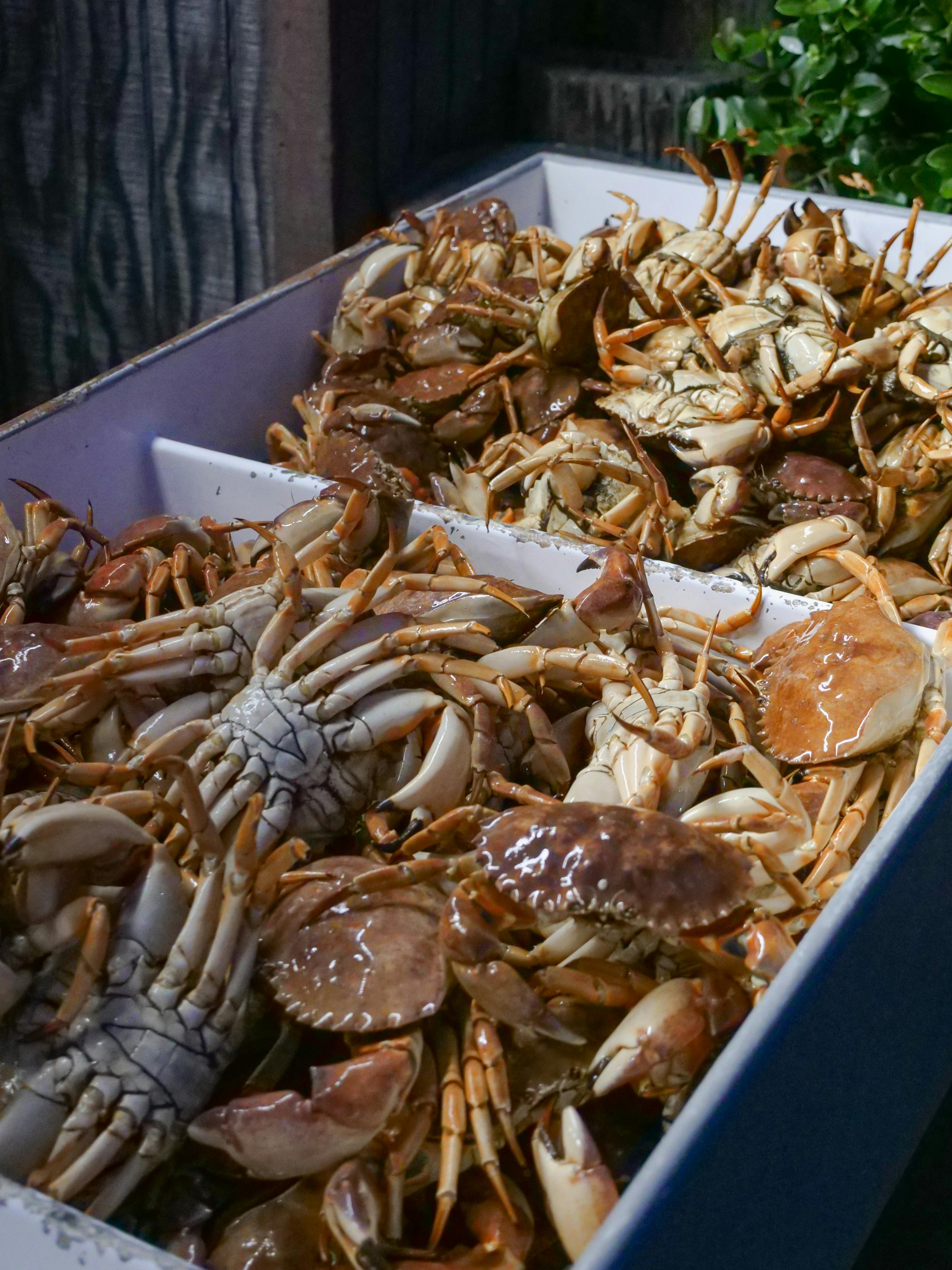 Shrimp Spiders Photos, Download The BEST Free Shrimp Spiders Stock ...