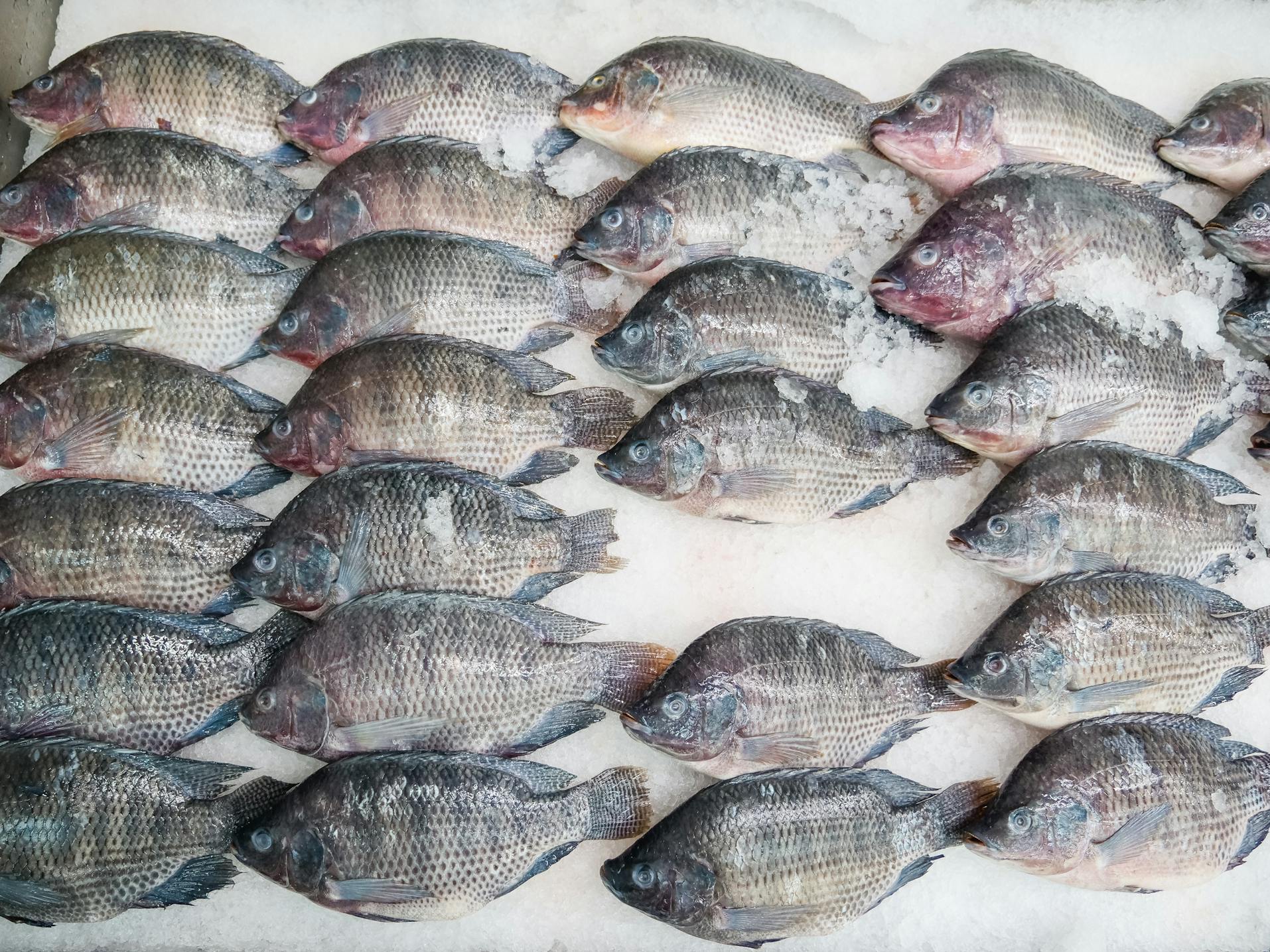 Oreochromis Fish Species Overview and Characteristics