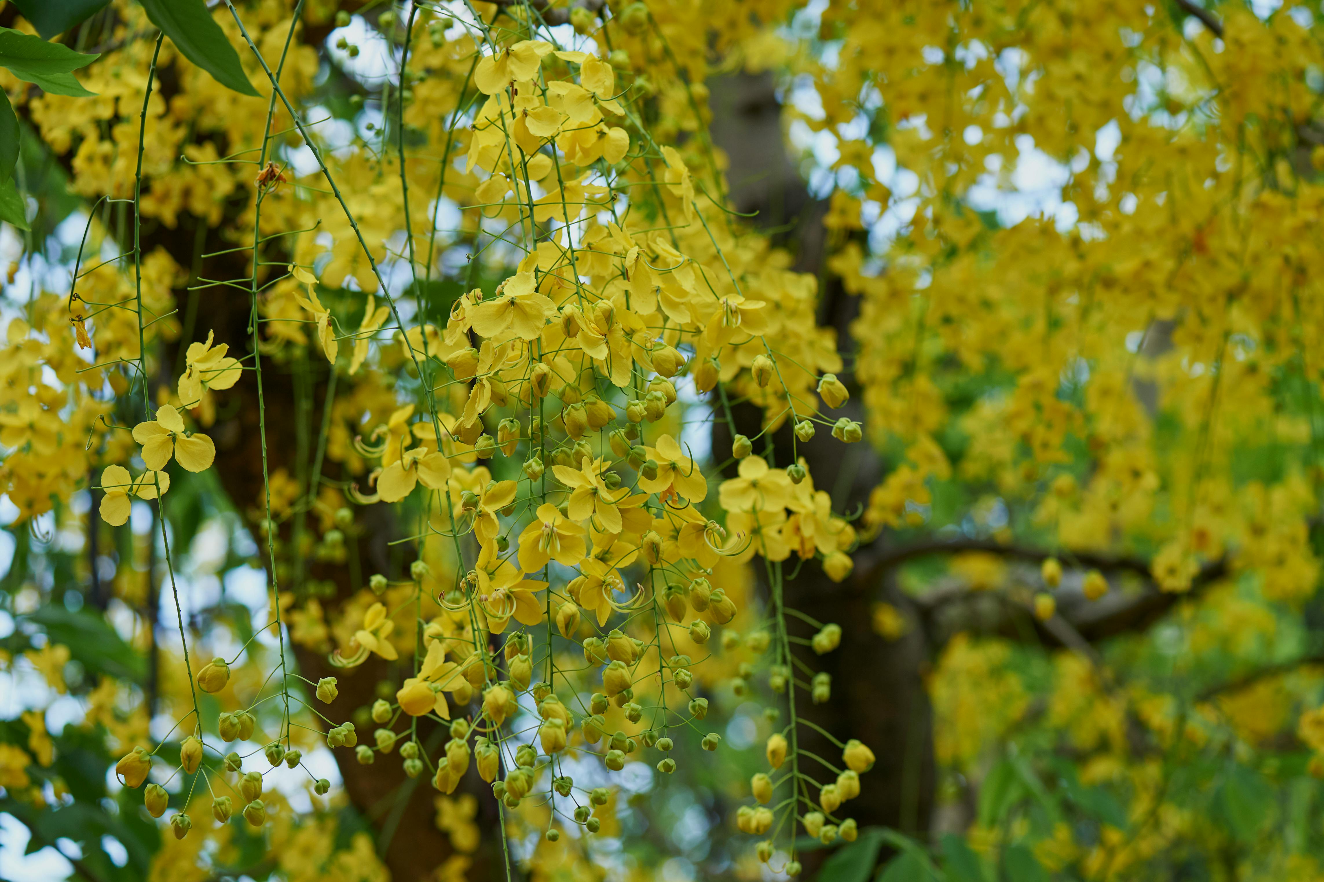 Close-up of Tree Blossoms · Free Stock Photo