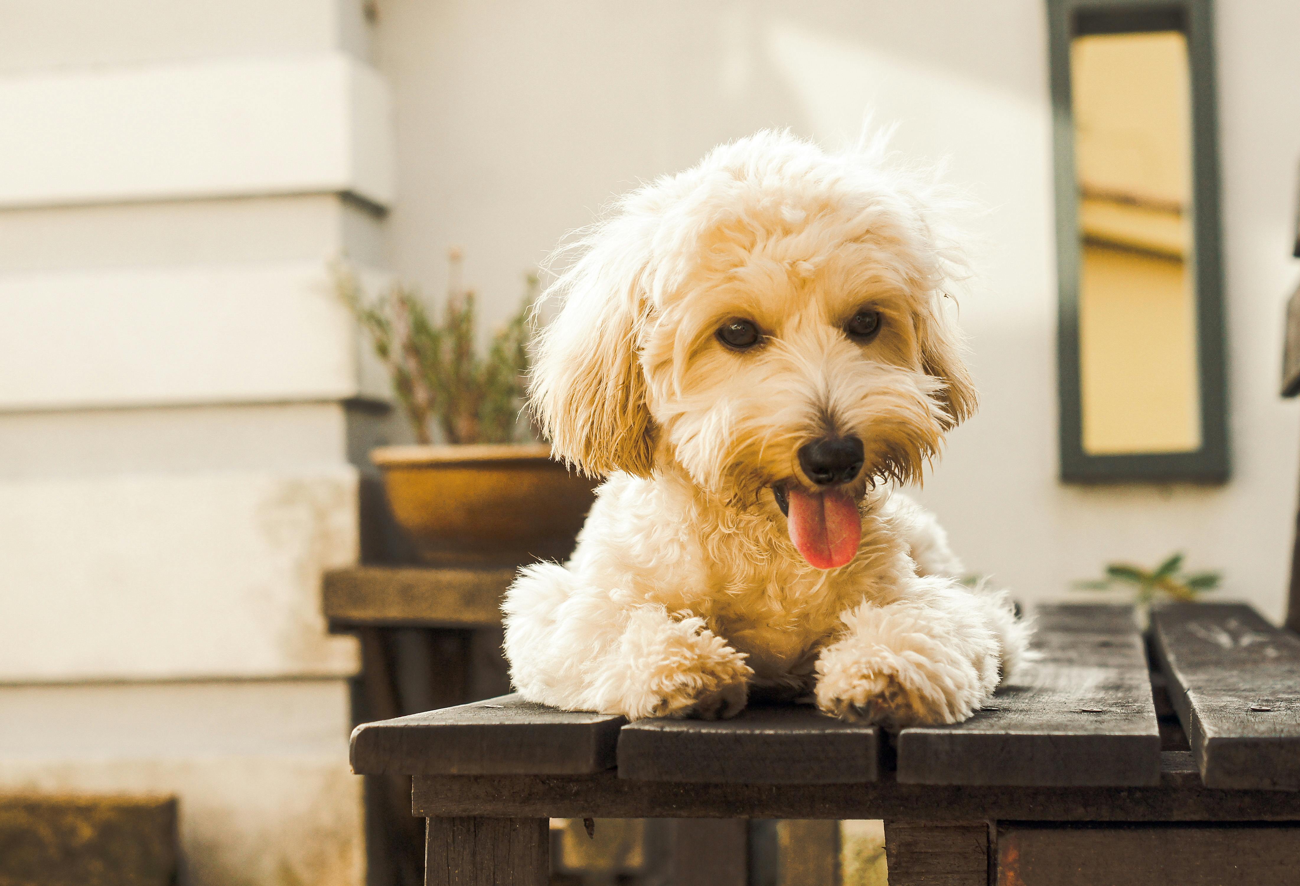 A Dog on a Table · Free Stock Photo