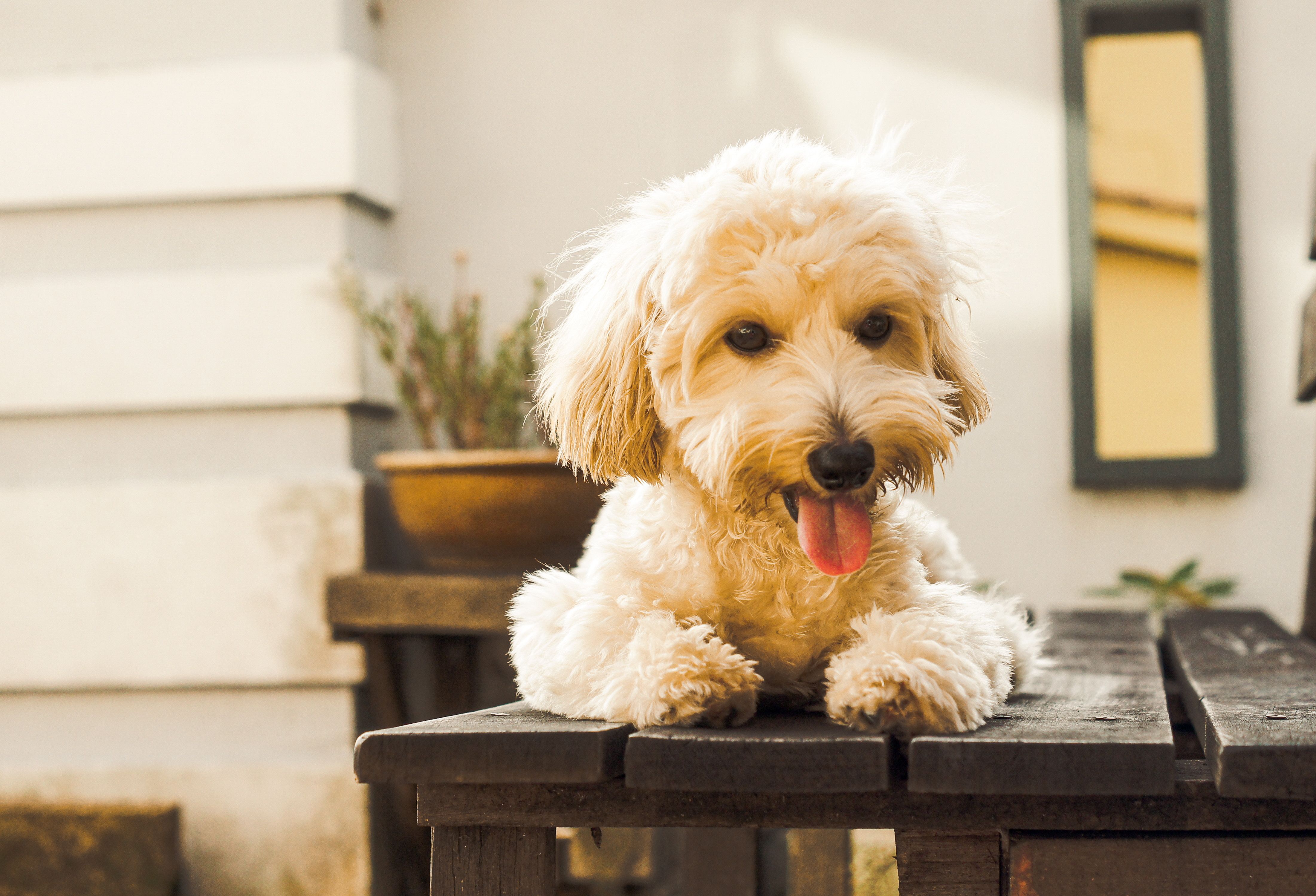 A Brown Cockapoo Dog Lying on the Grass · Free Stock Photo