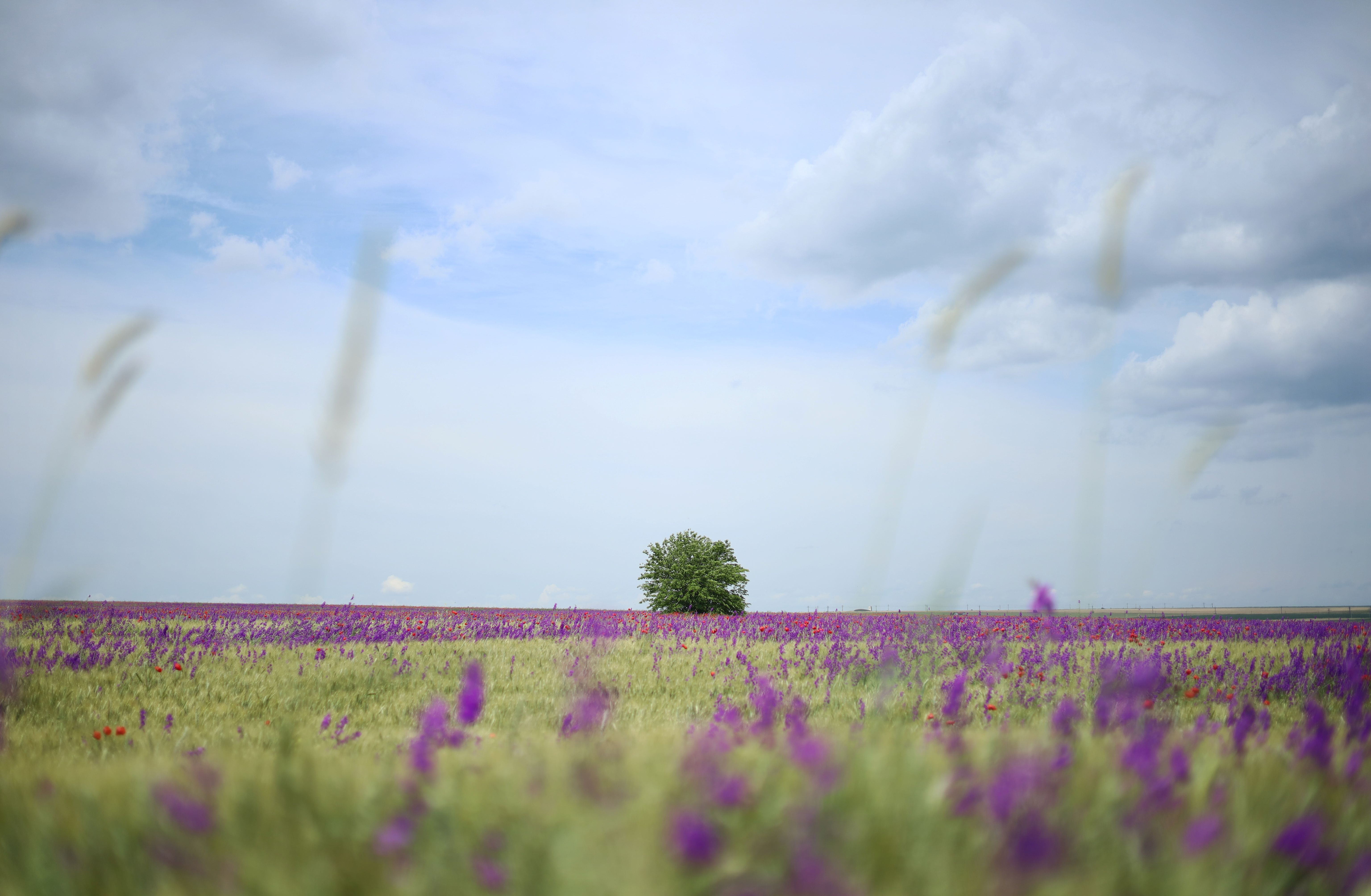 Photo of a Frame on a Field · Free Stock Photo