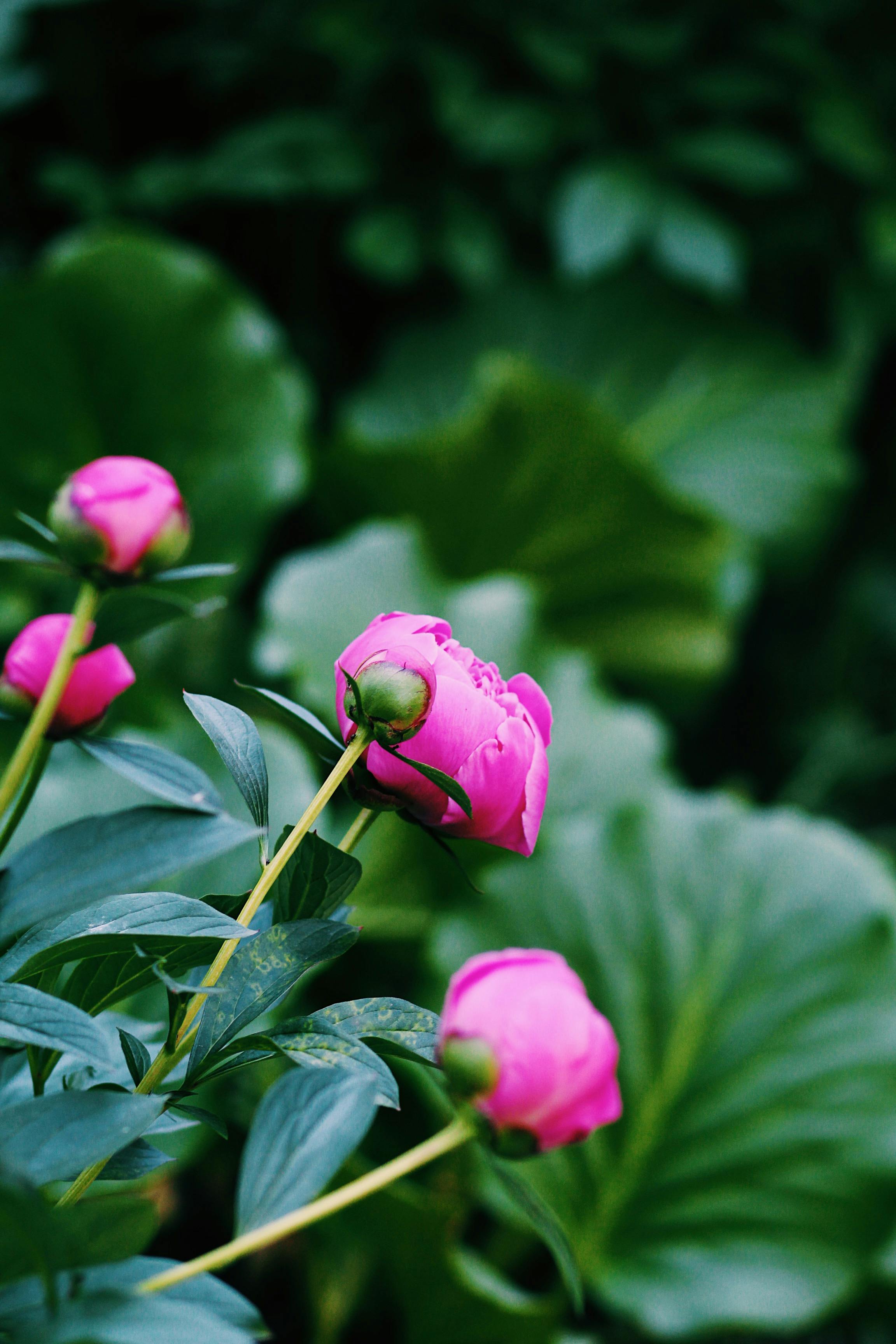 A Pink Peonies in Full Bloom · Free Stock Photo