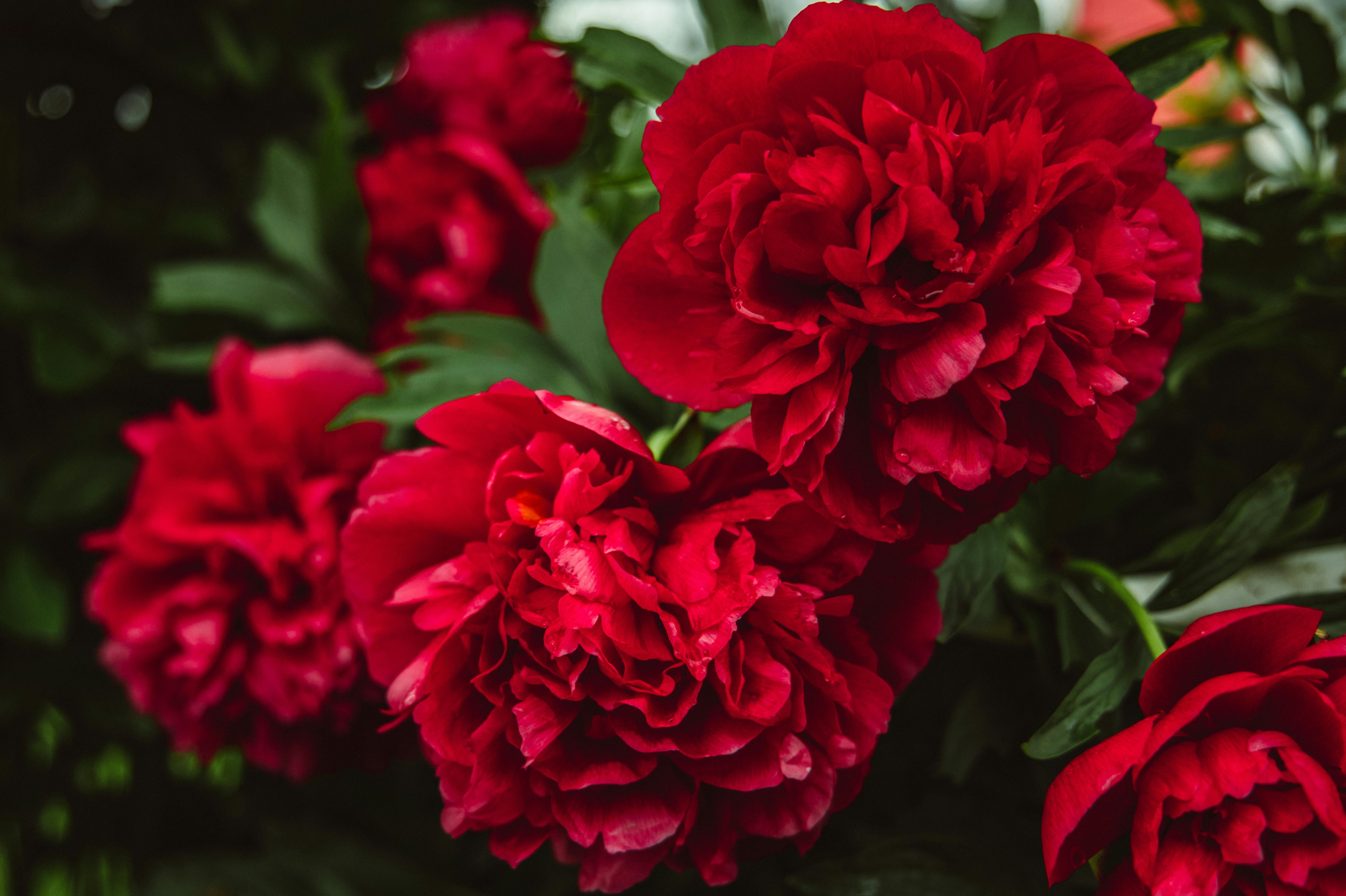 Close Up Photo of Red Flowers · Free Stock Photo