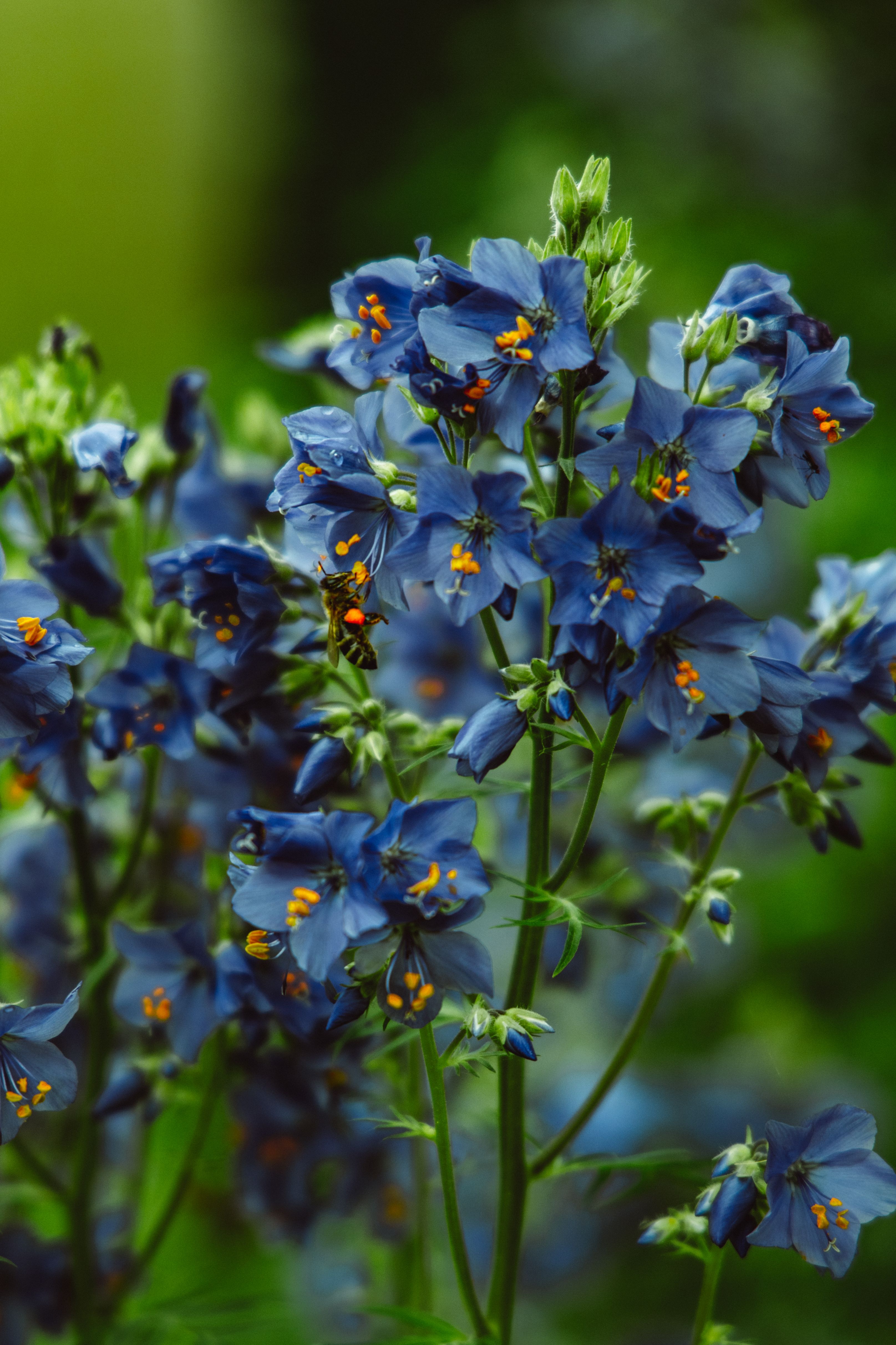 Himalayan Blue Poppy Flowers with Buds · Free Stock Photo