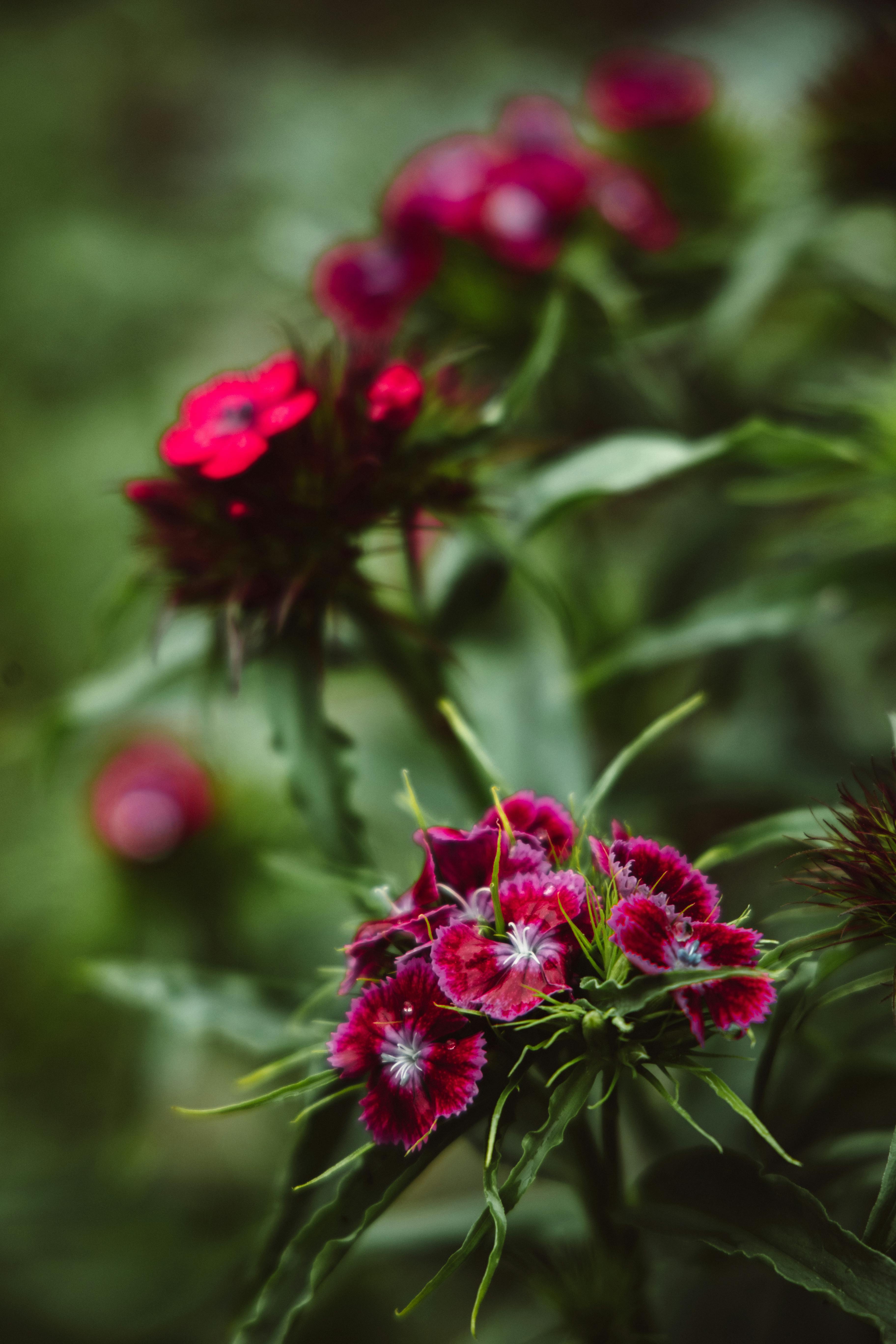 Close-Up Shot of Blooming Flowers · Free Stock Photo