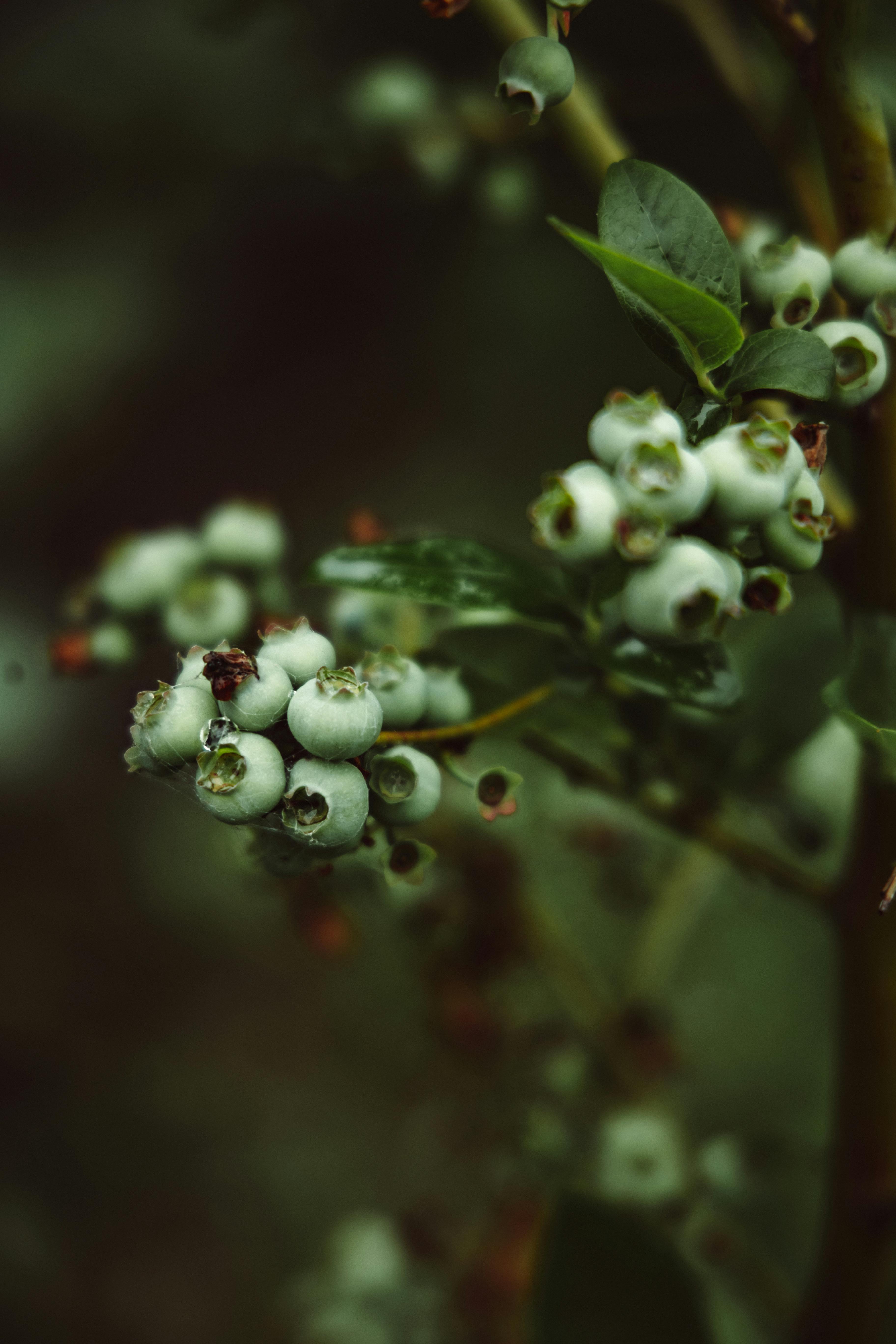 Macro Photography of a Young Blueberry Bush · Free Stock Photo