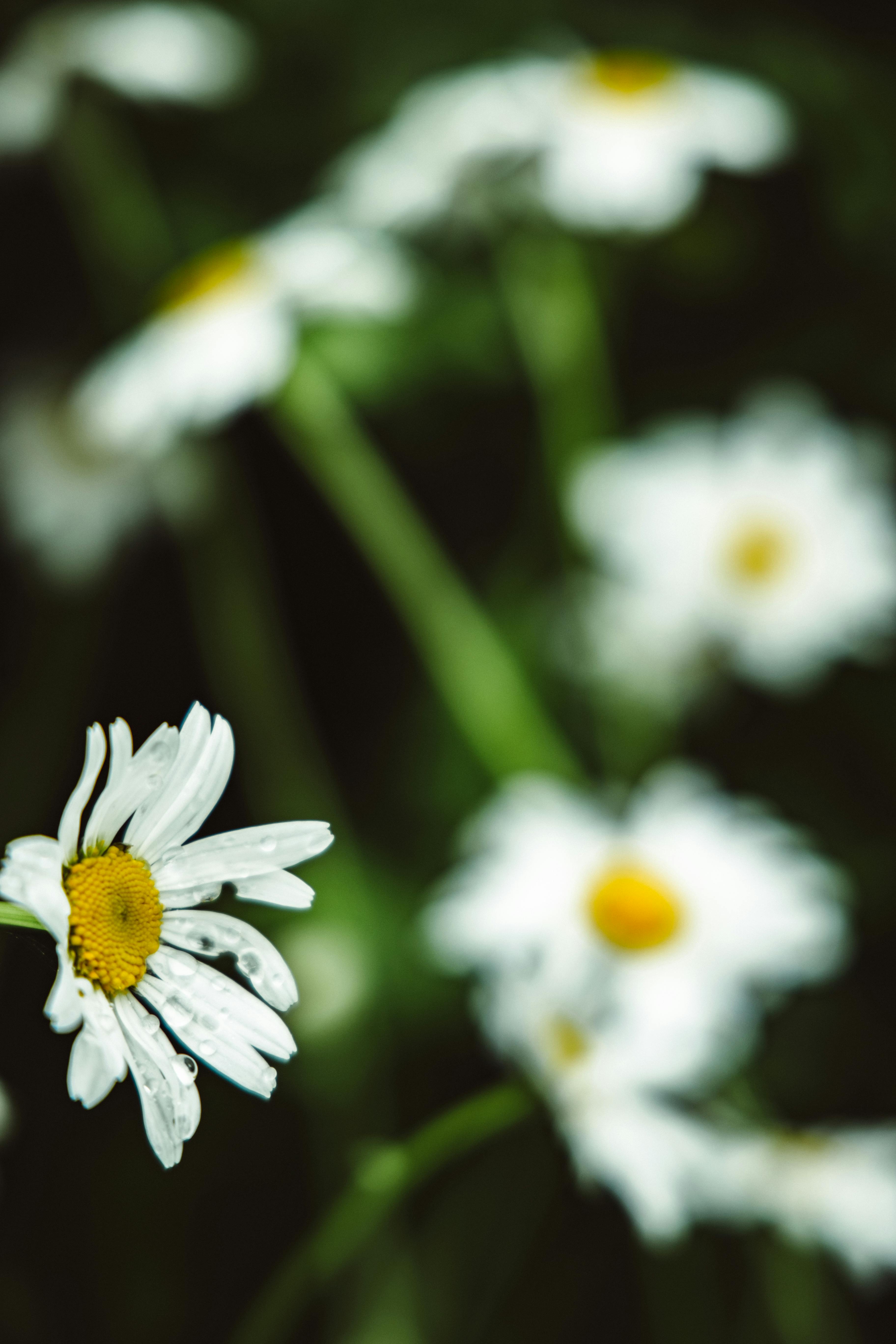 Shallow Focus Photo of Blooming Daisy · Free Stock Photo