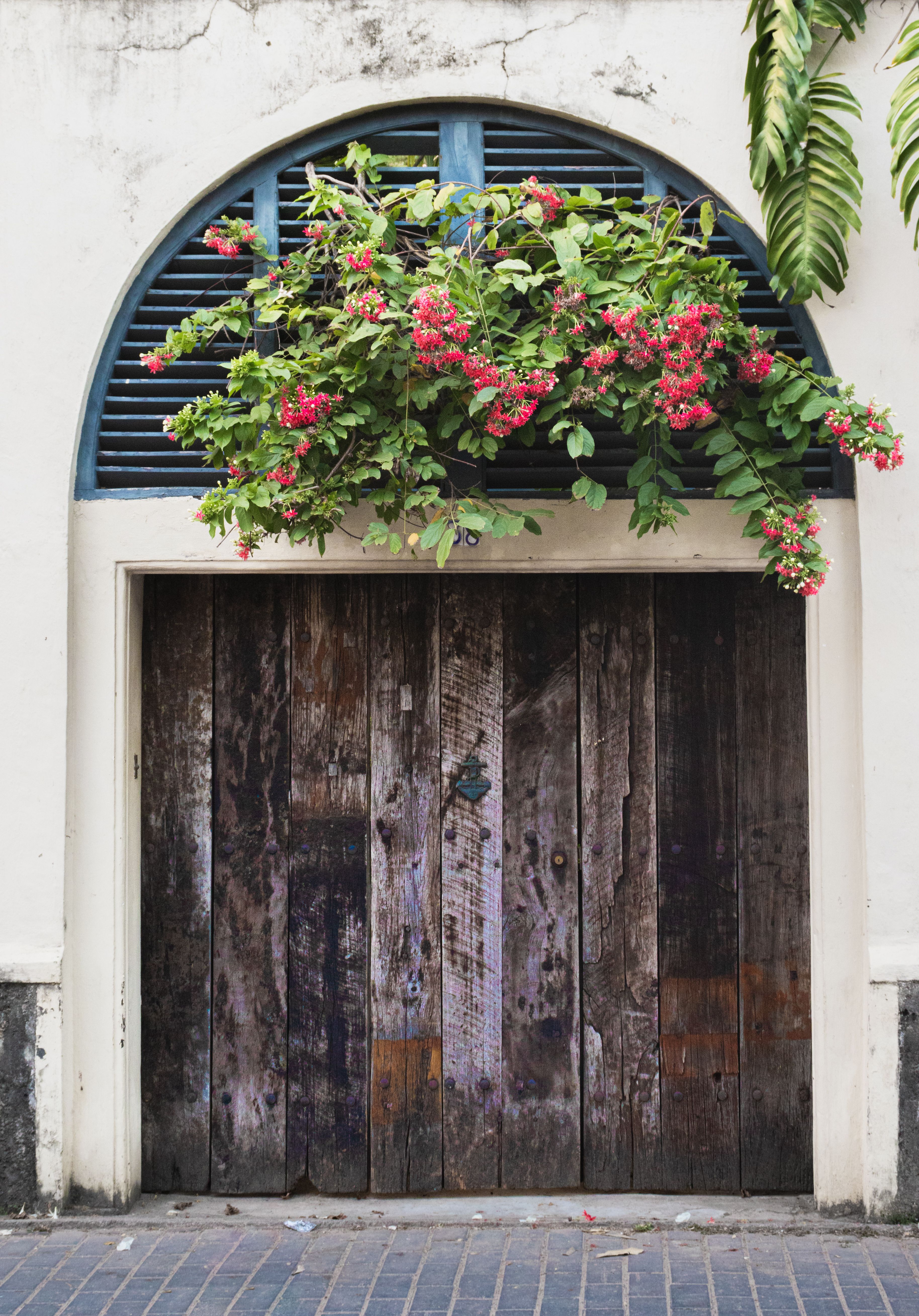 Flower Plant Growing Over the Wooden Door · Free Stock Photo