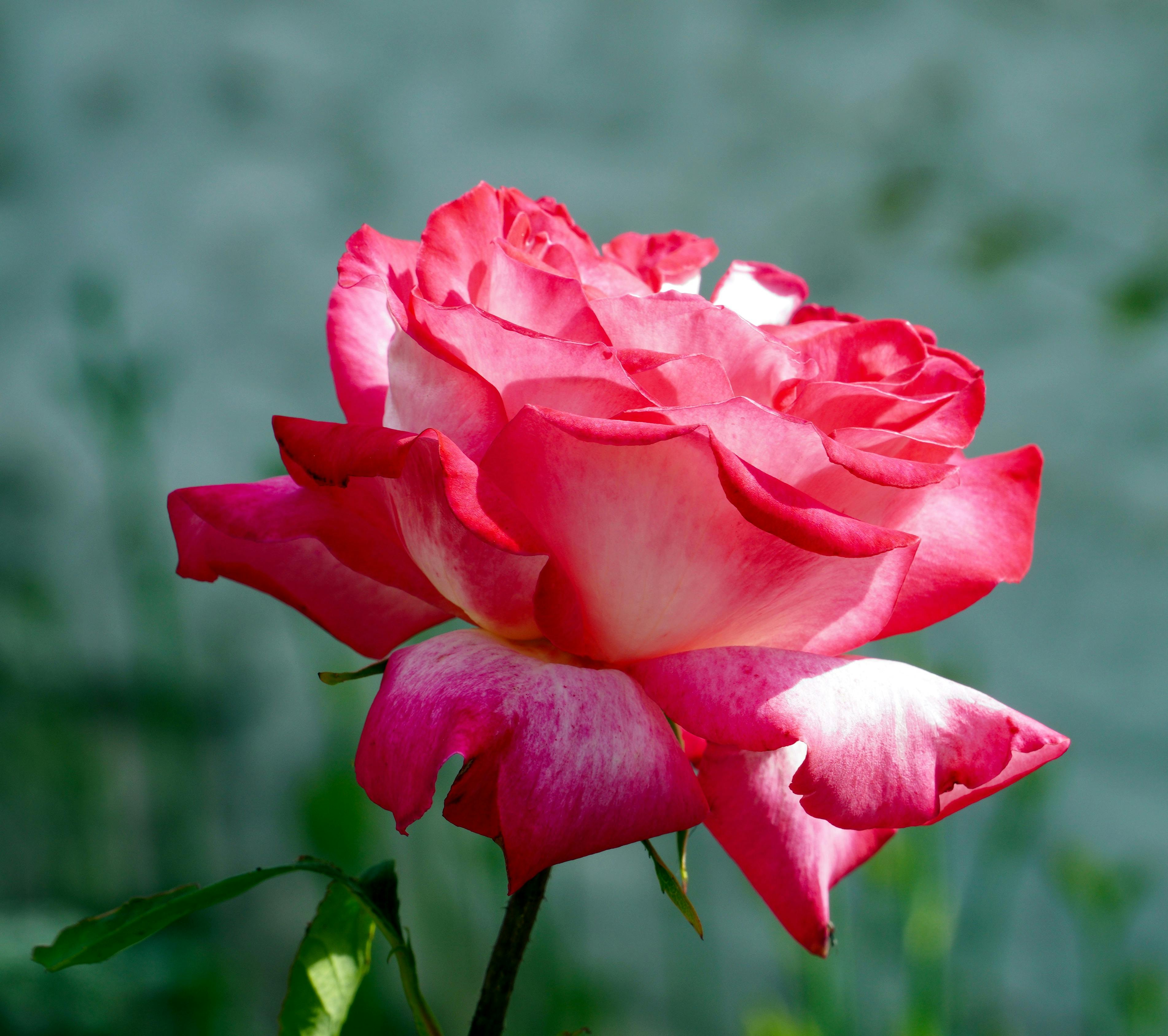 Bouquet of Pink Roses · Free Stock Photo