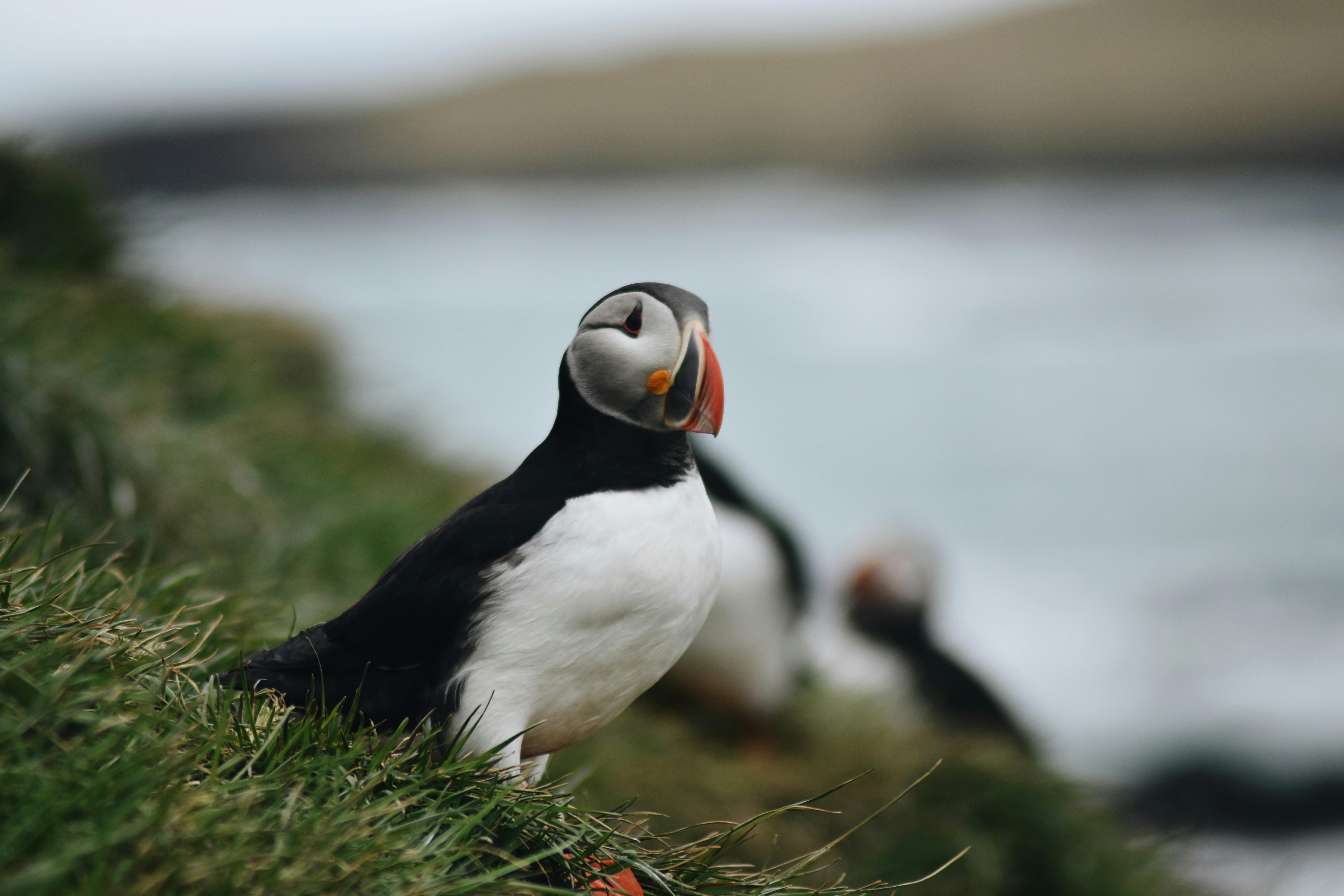 Patterned Birds Photos, Download The BEST Free Patterned Birds Stock ...