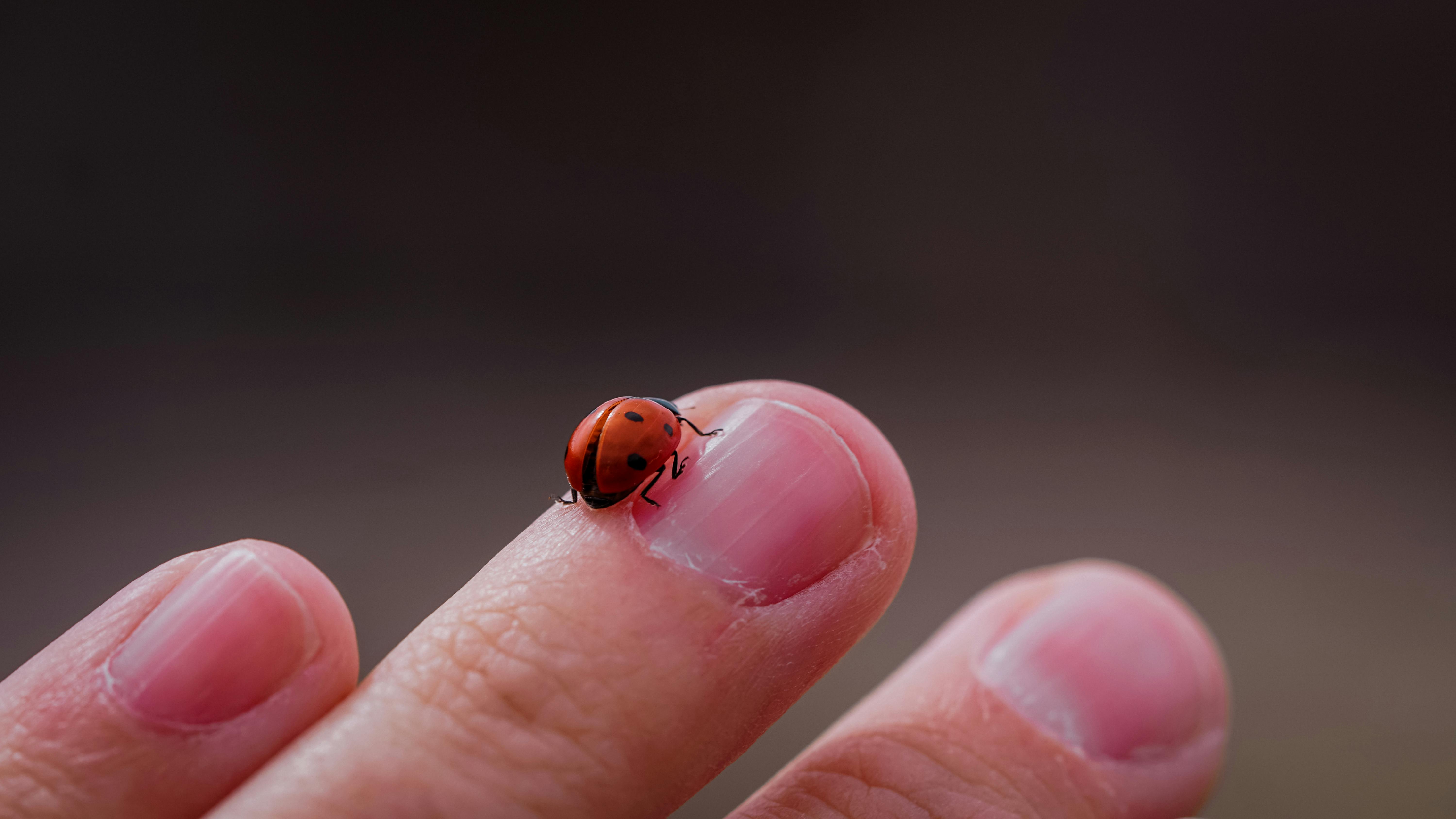 Macro Photography of a Ladybug on a Finger · Free Stock Photo