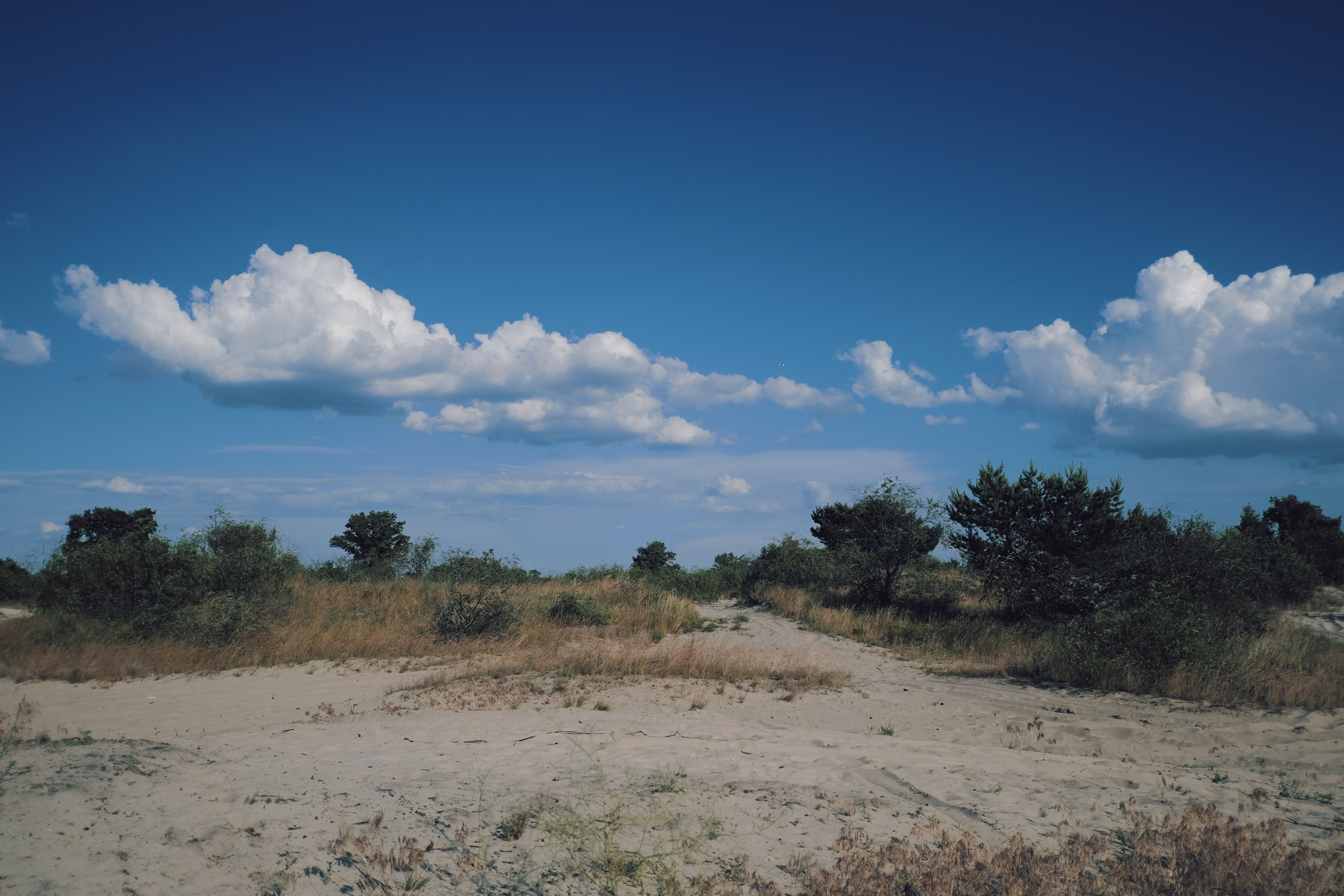 A Sandy Grass Field Under a Blue Sky · Free Stock Photo
