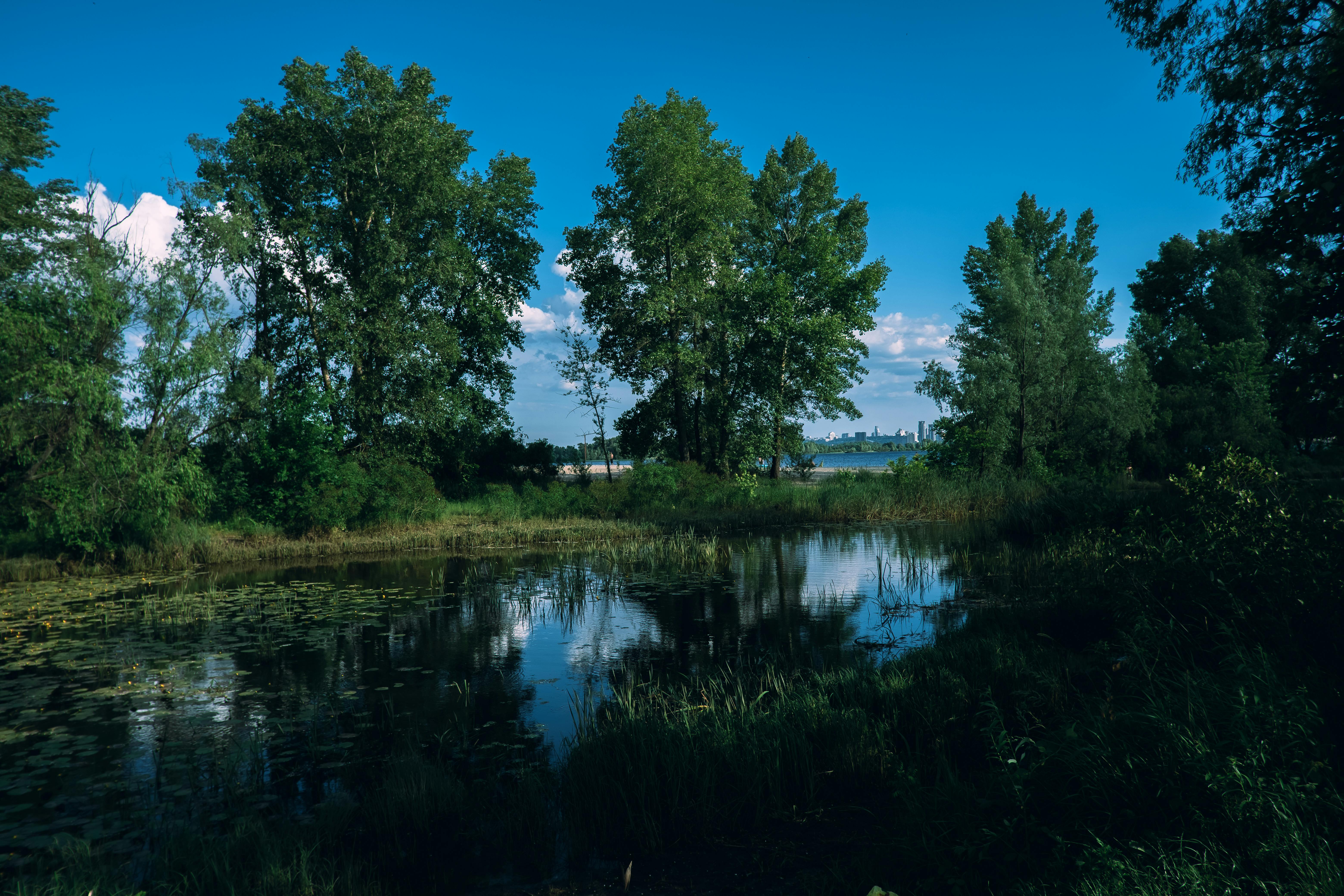 Trees around Pond · Free Stock Photo