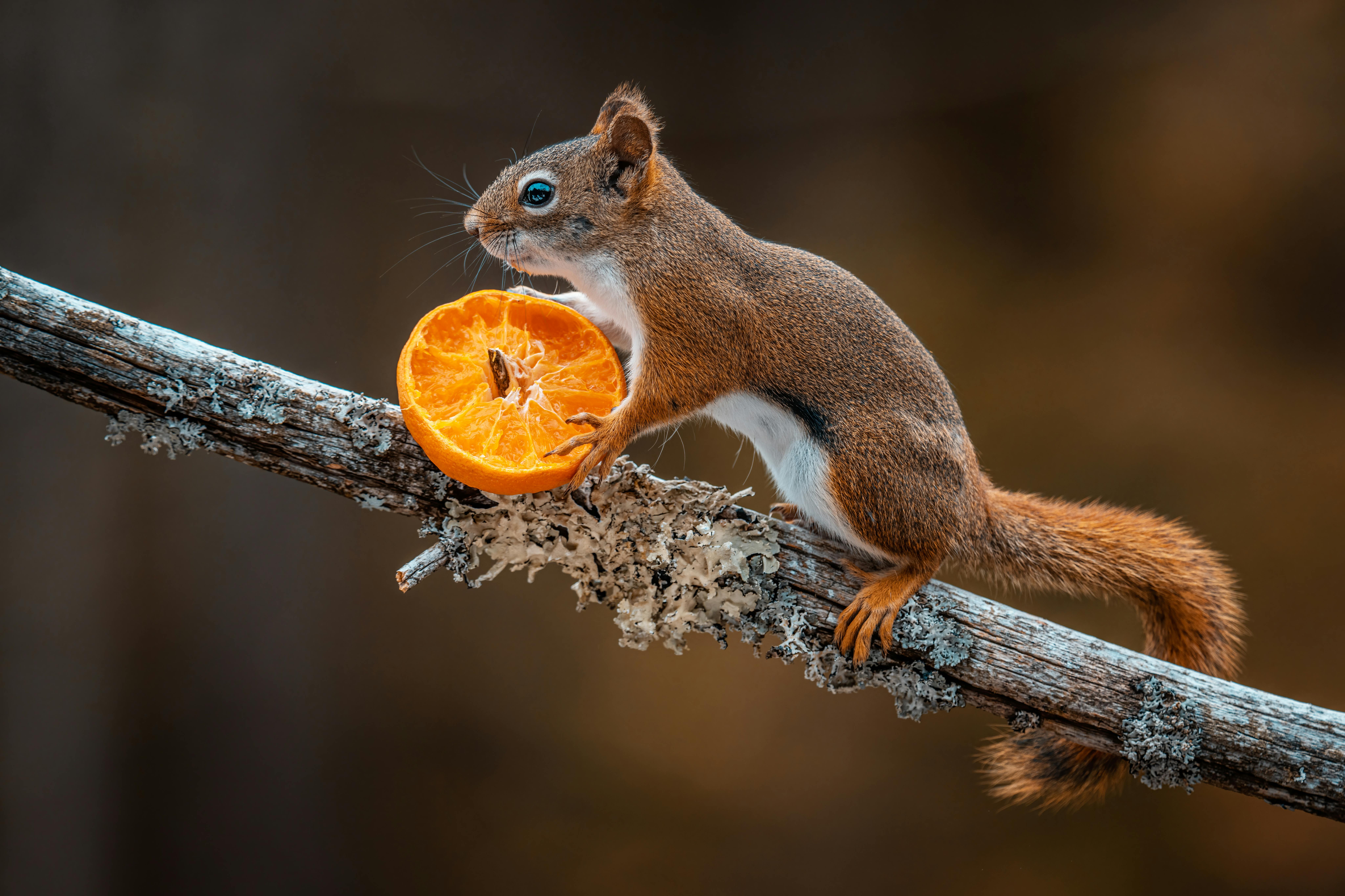A Squirrel Holding a Sliced Fruit · Free Stock Photo