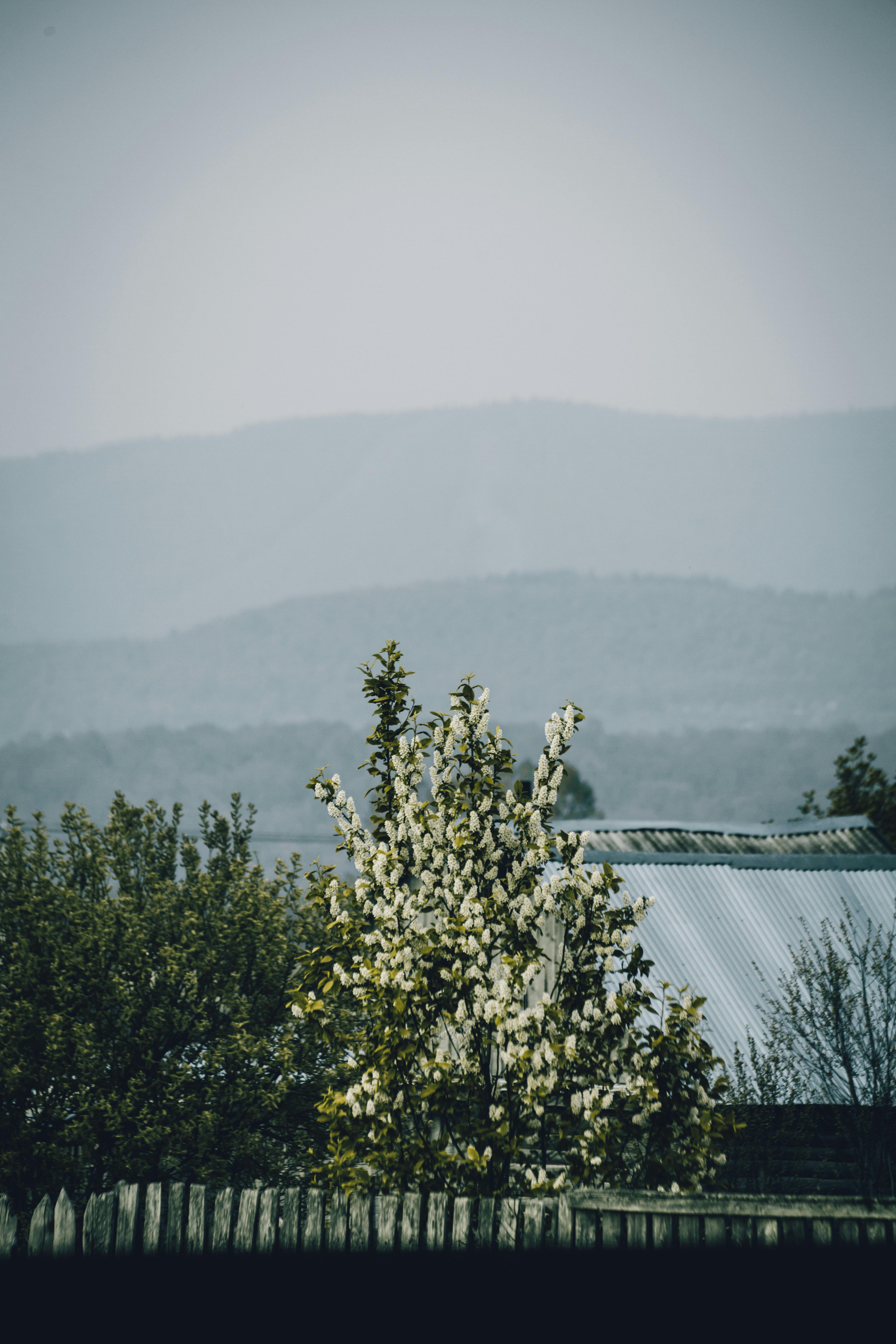 Mayday Tree Photos, Download The BEST Free Mayday Tree Stock Photos ...