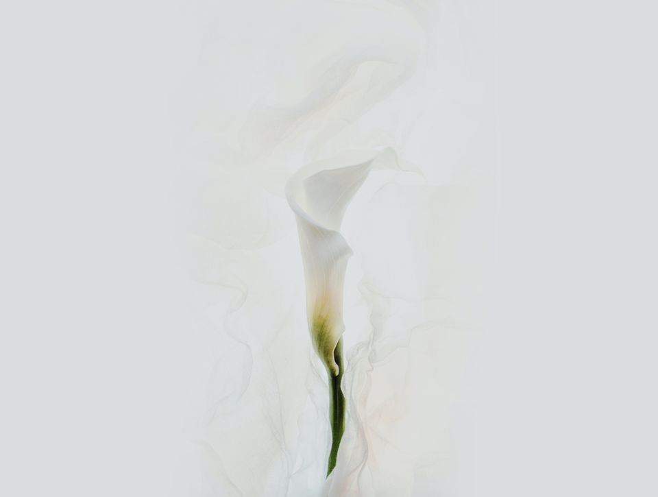 Where are calla lilies native to and what is their habitat?