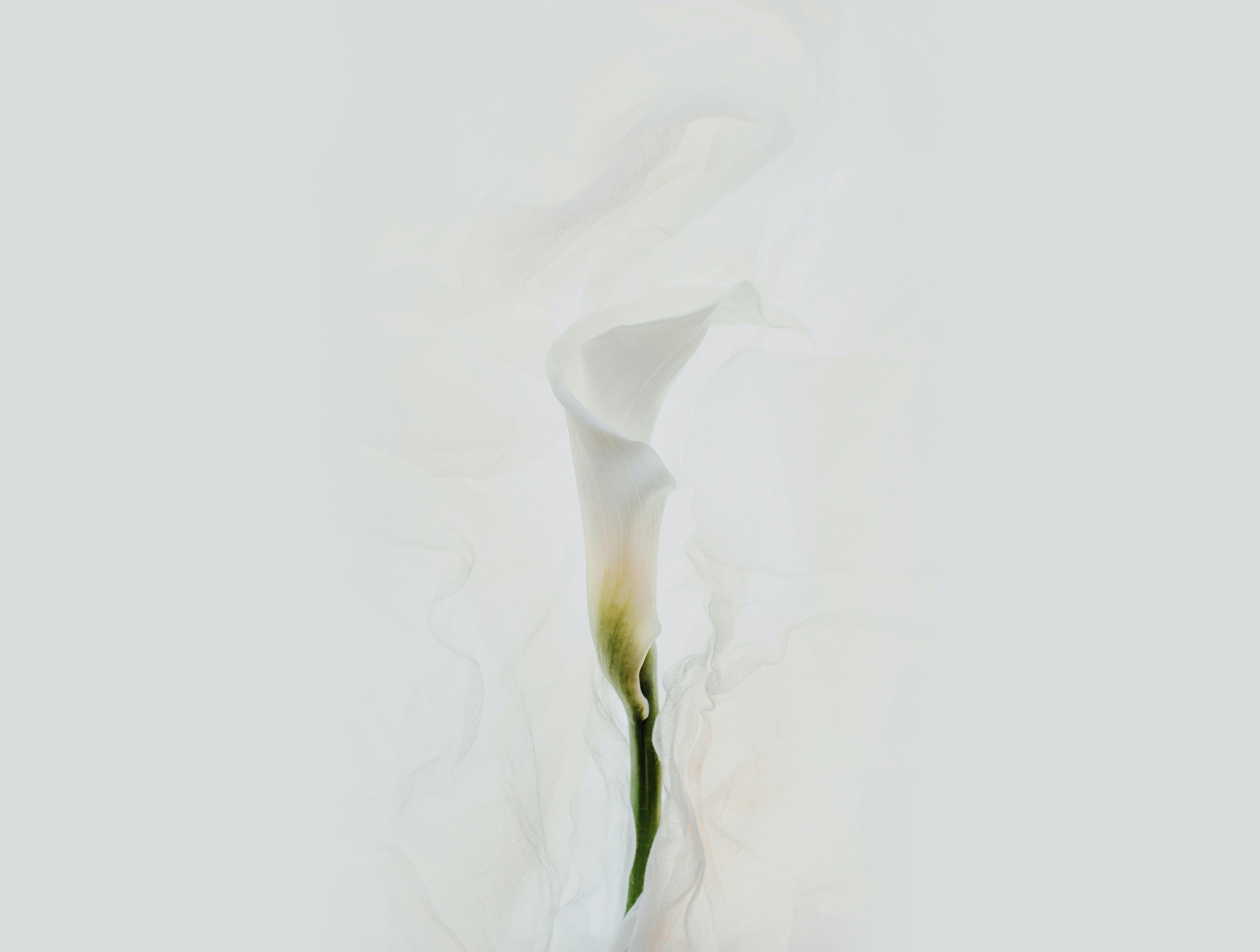 Calla Lily Photos, Download The BEST Free Calla Lily Stock Photos & HD ...
