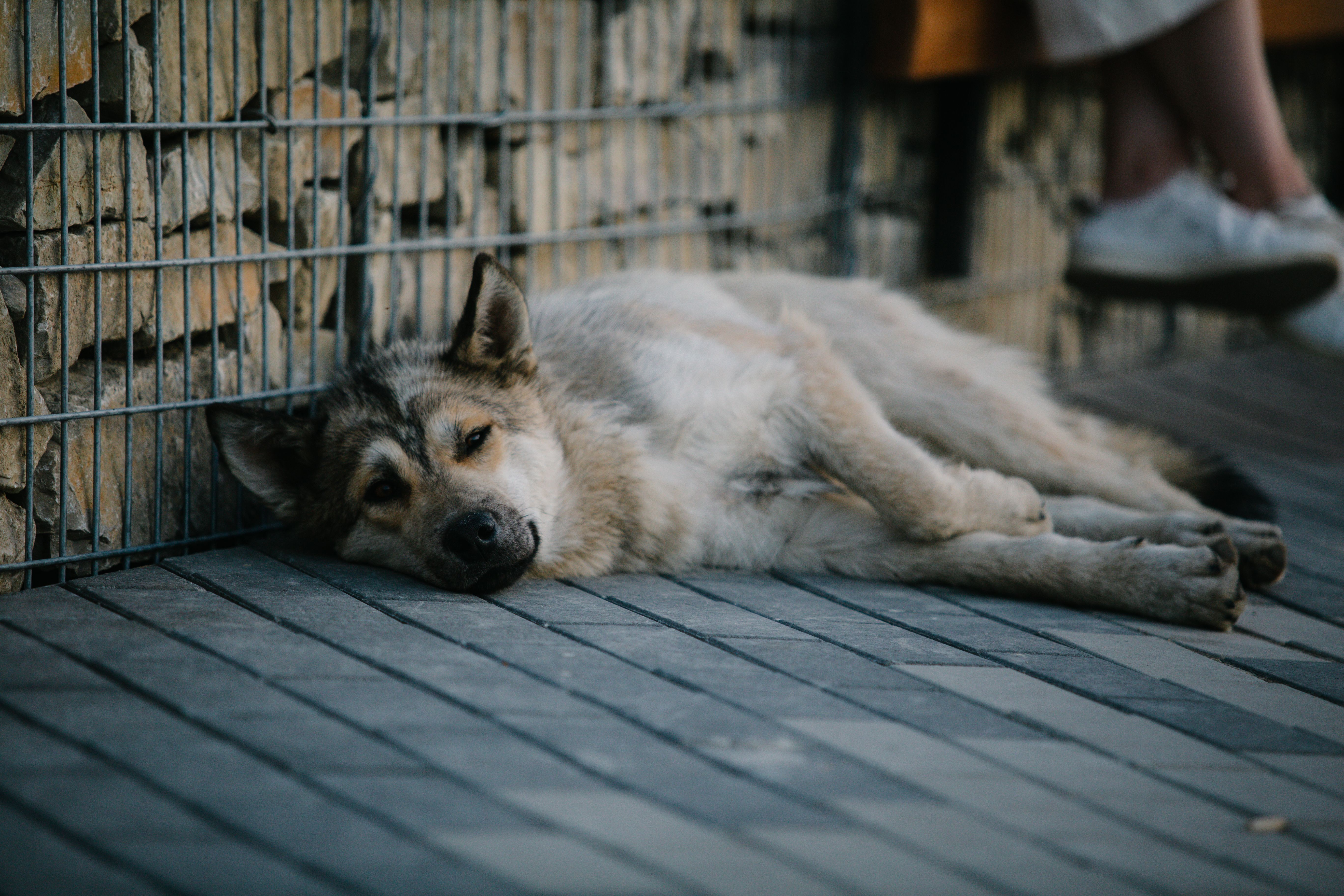 A Tired Dog Lying on Pavements · Free Stock Photo