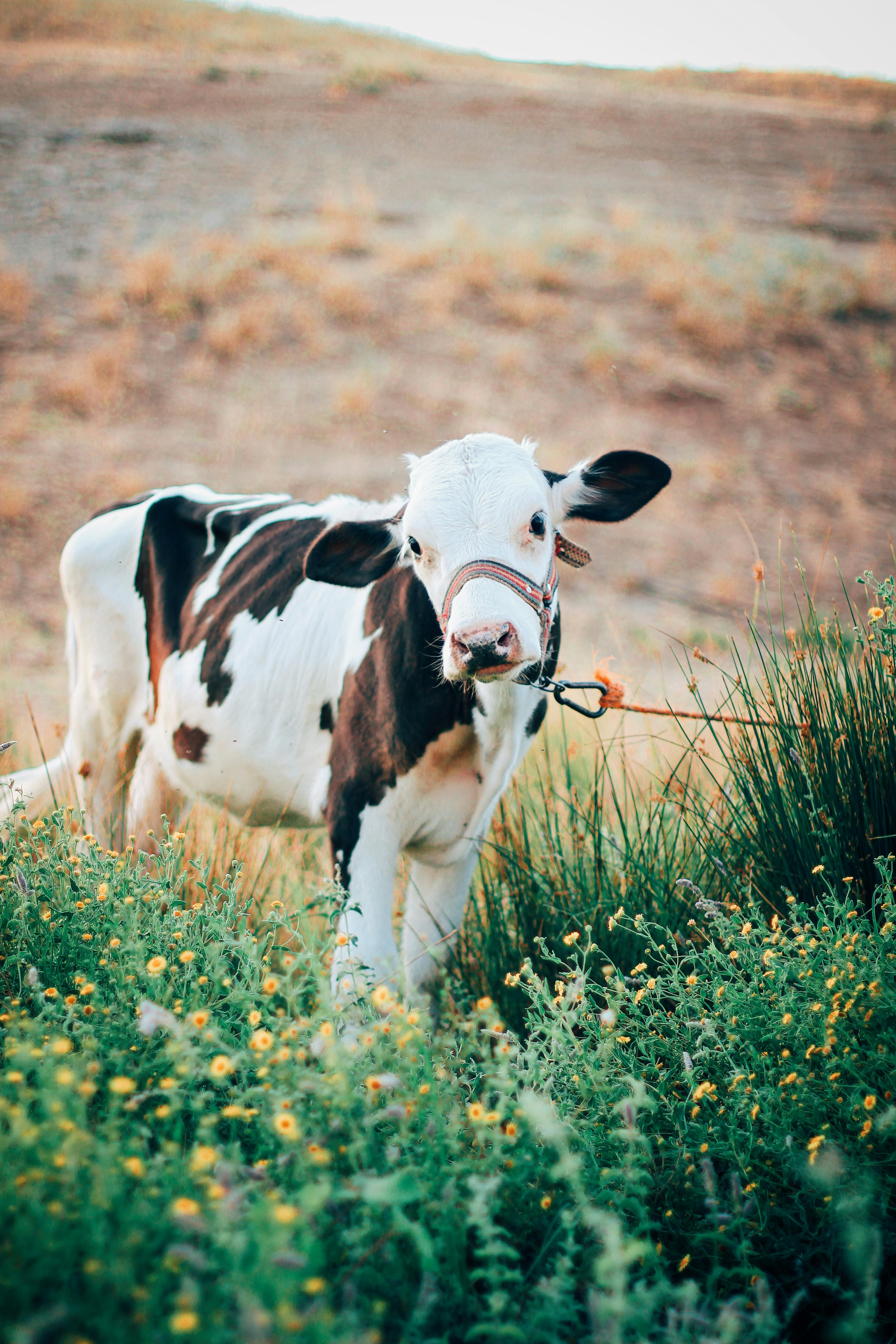 A Cow on a Leash · Free Stock Photo